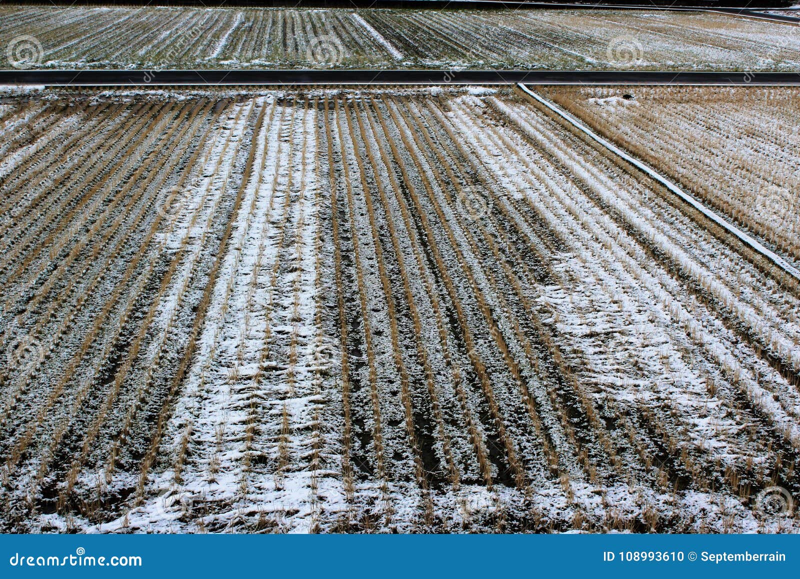 A rice paddy in winter stock photo. Image of january - 108993610
