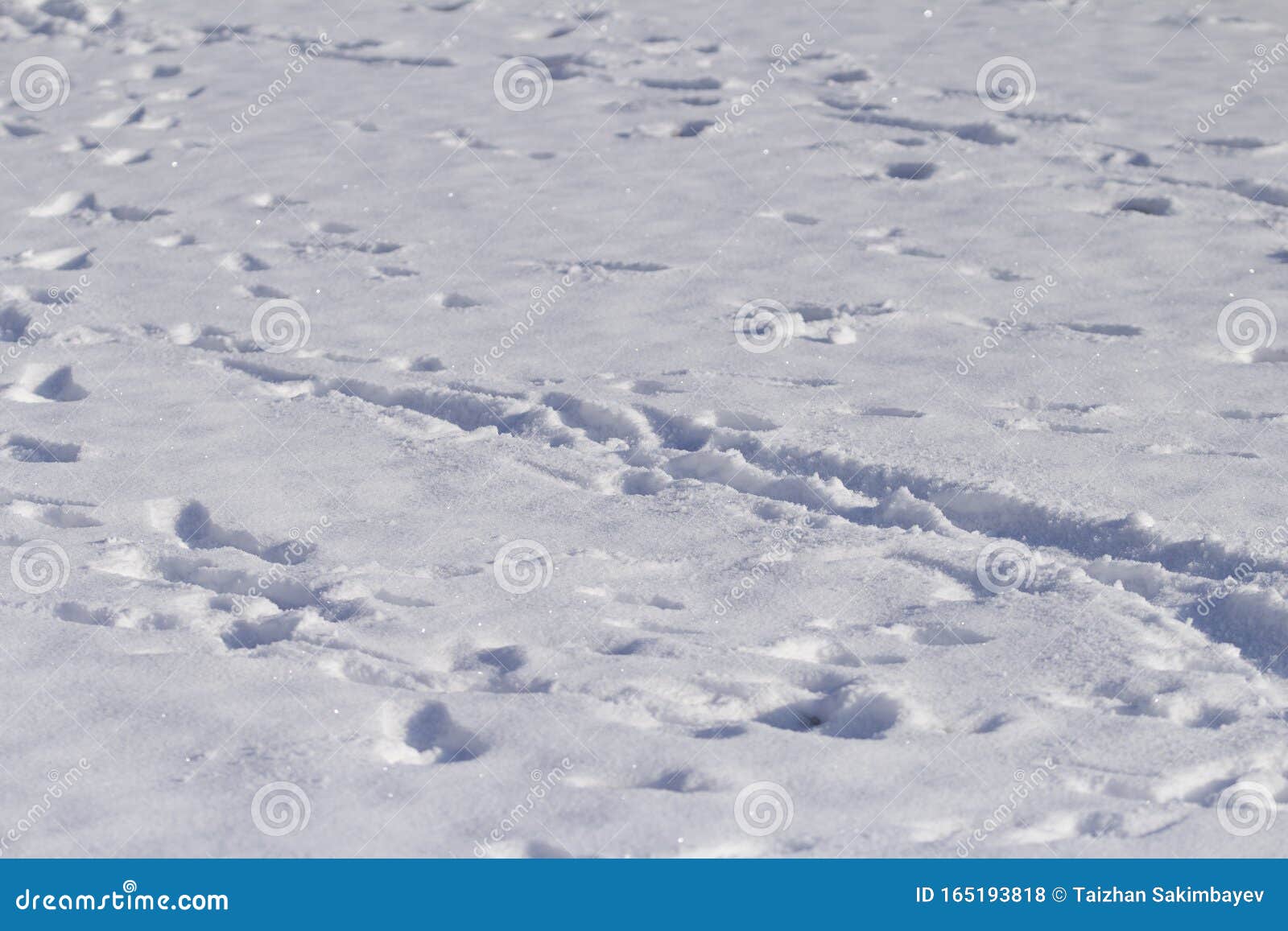 Trace in the snow stock photo. Image of cold, curve - 165193818