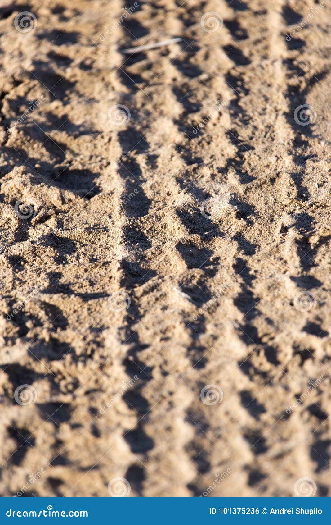 Trace of the tire tread stock photo. Image of sand, brown - 101375236