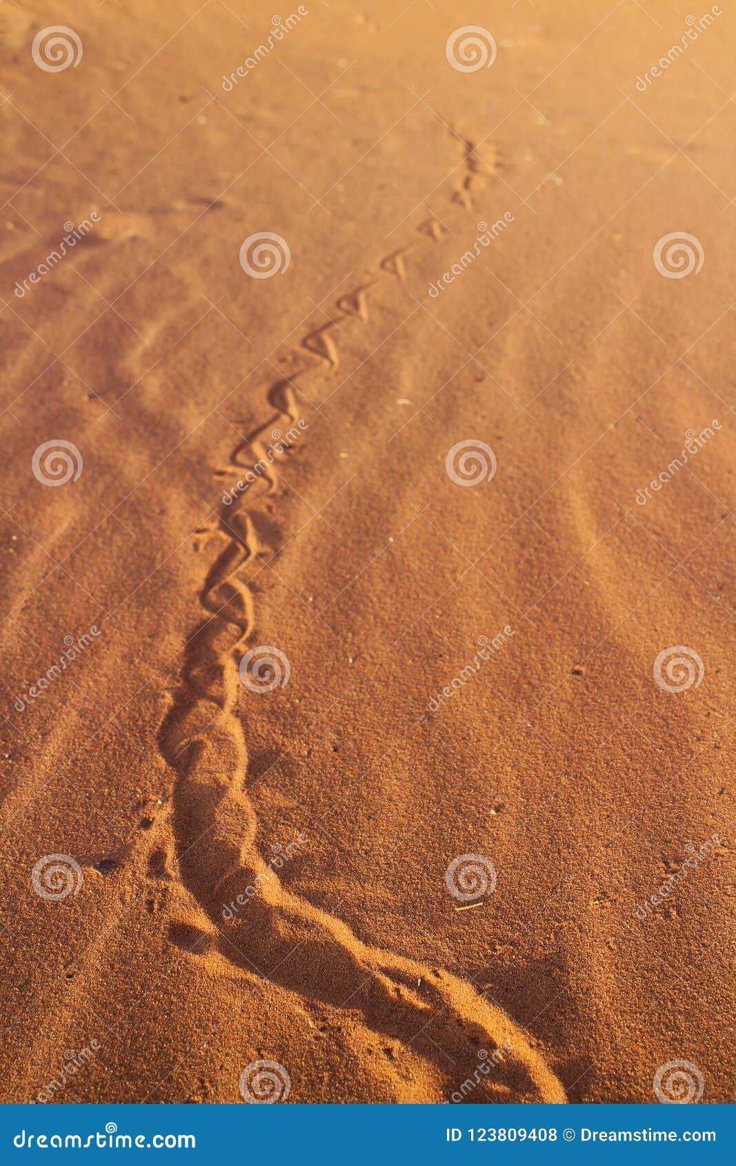 Trace of a Desert Creature in Wadi Rum, Jordan Stock Photo - Image of ...