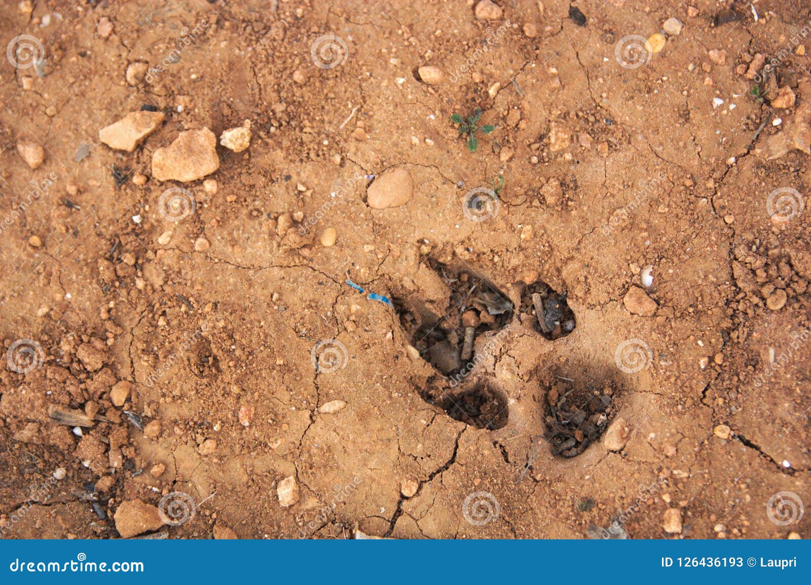 A Trace of a Wild Animal on the Ground of a Cultivated Field Stock ...
