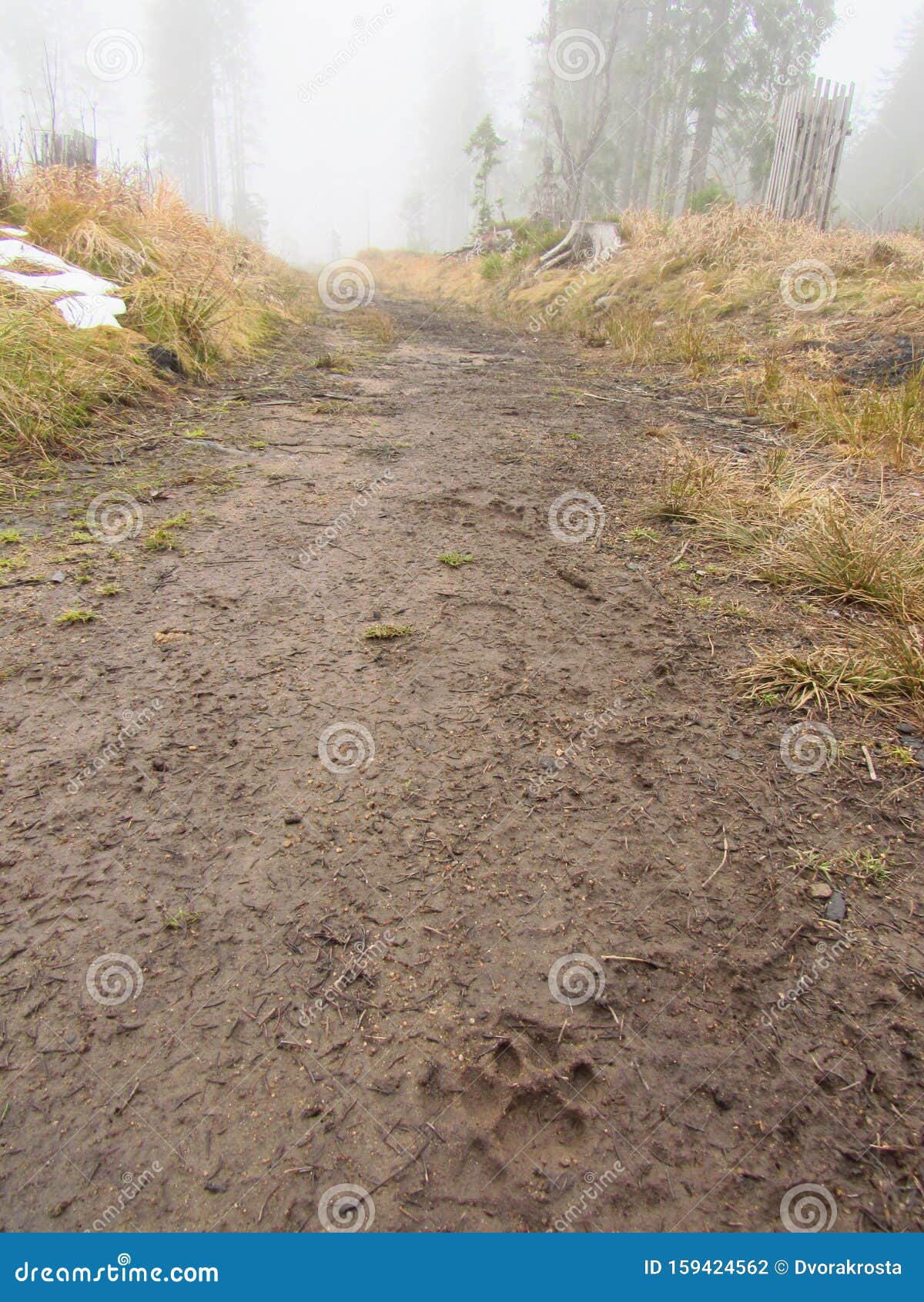 Lynx - Footprint in the Mud Stock Photo - Image of front, mist: 159424562