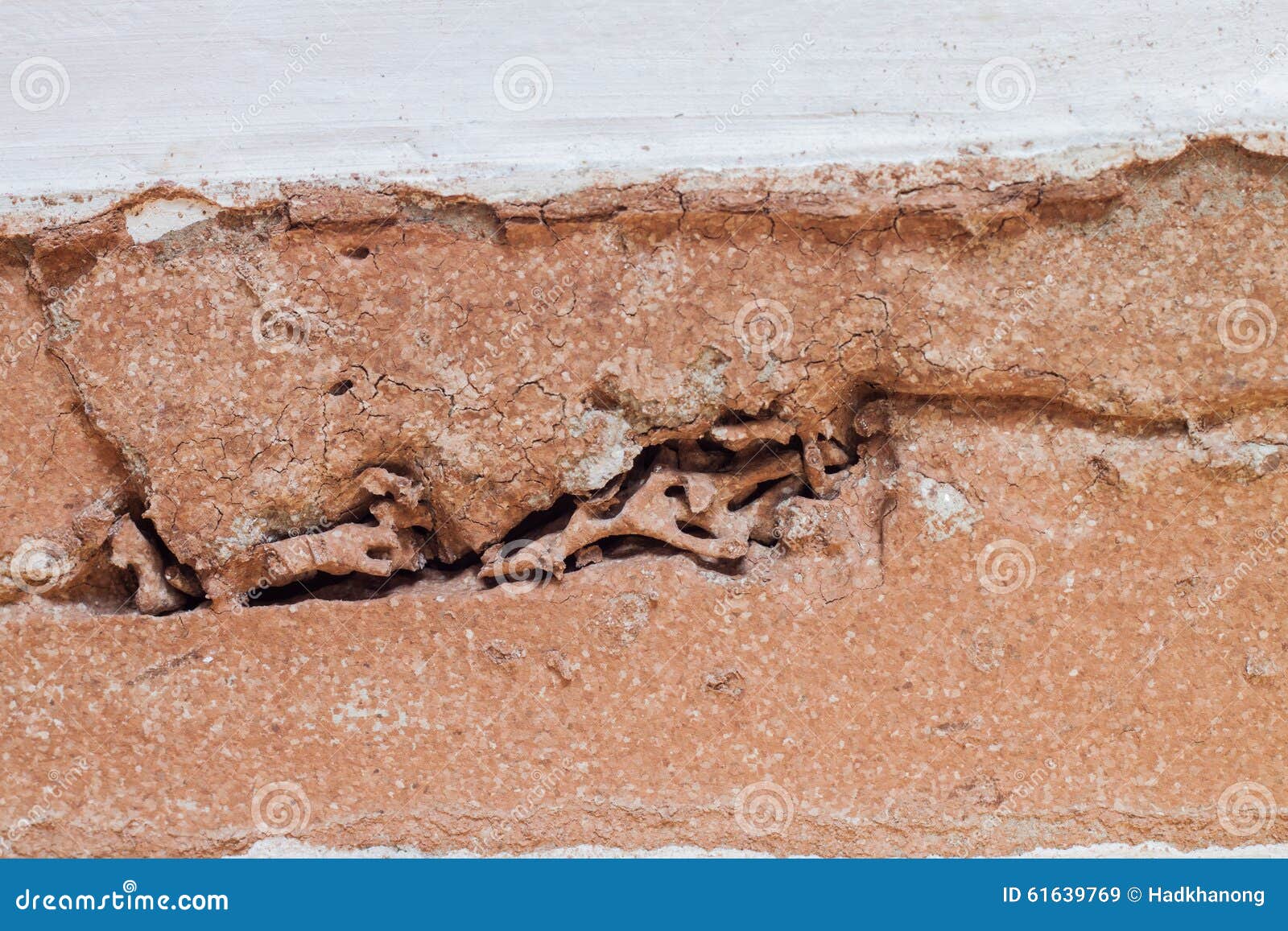 Trace of Wood Damaged by Termite Stock Image - Image of infestation ...