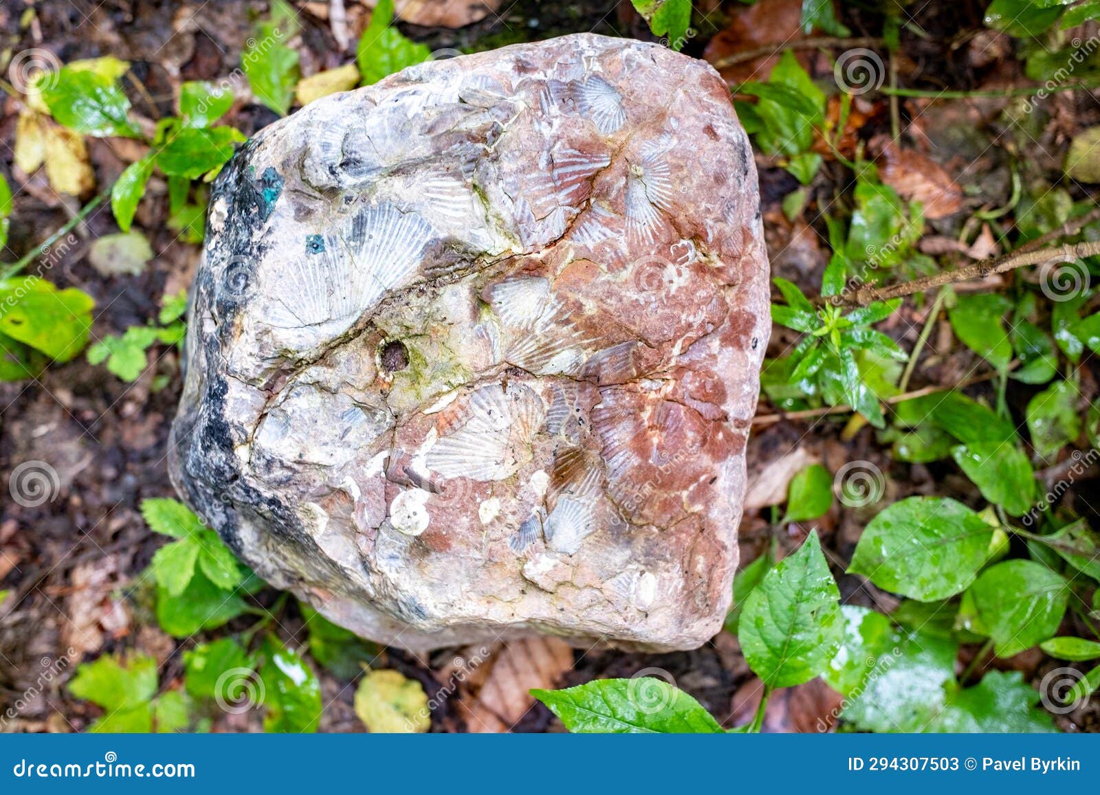 Ancient Shells, Ammonites Of Unusual Shape Rounded, With Wavy Lines ...