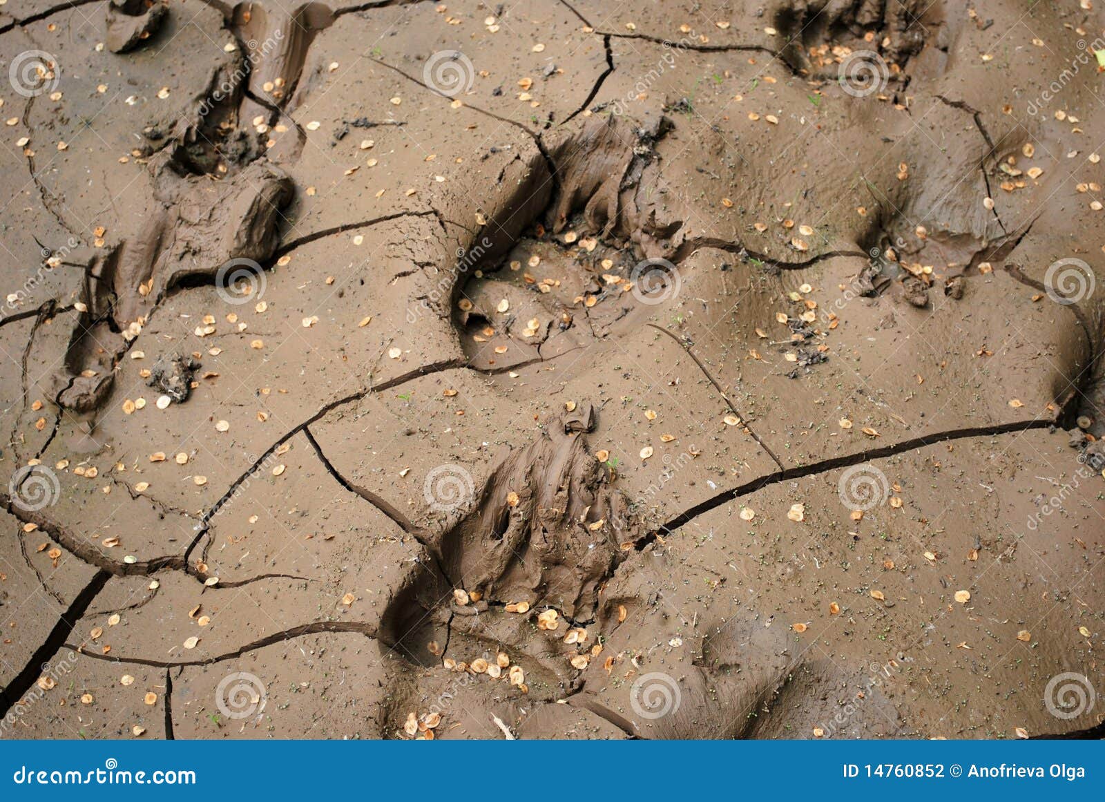 Traces of an animal stock photo. Image of hunter, print - 14760852