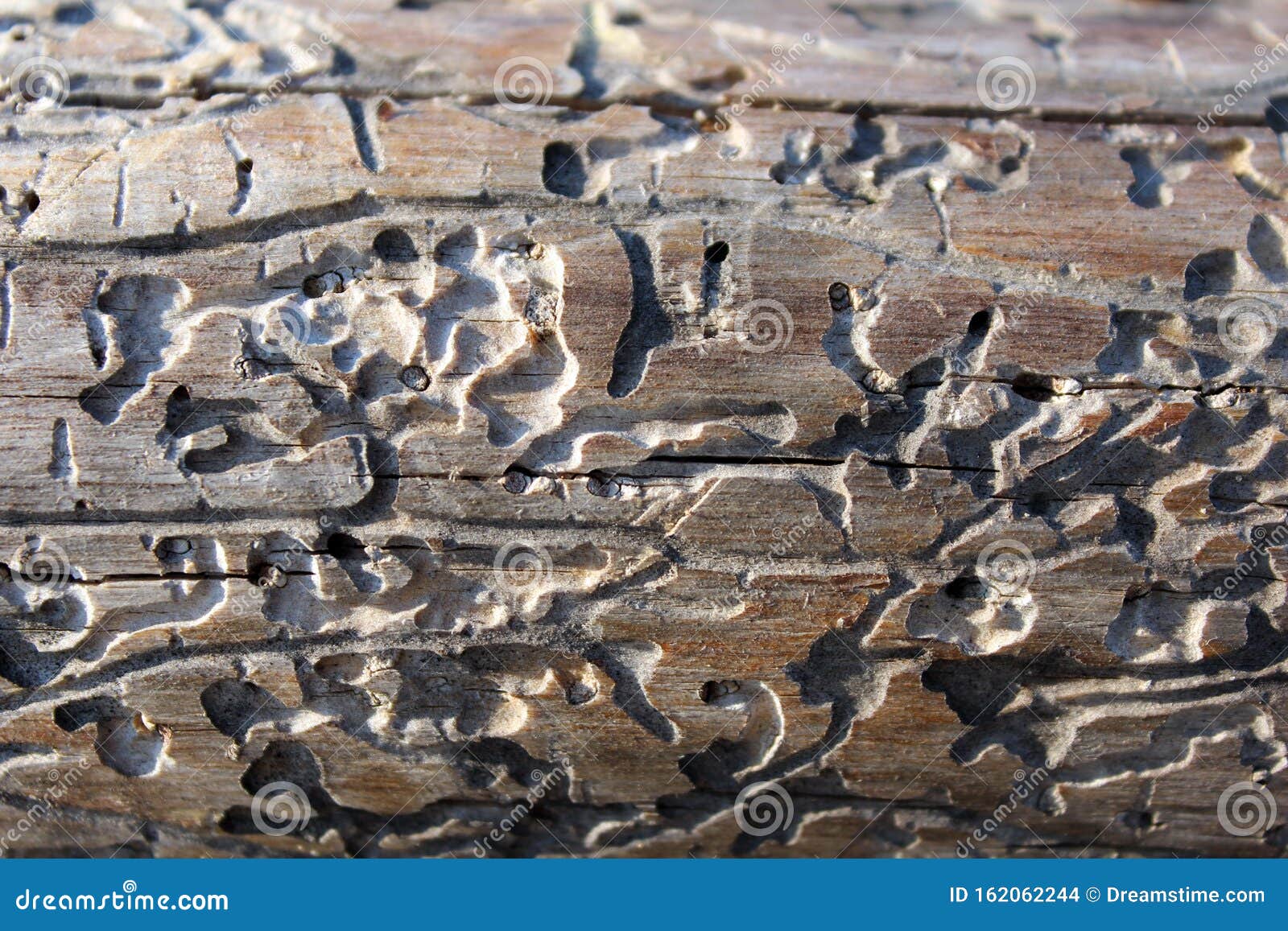 Traces of Bark Beetle Damage on a Dry Pine Tree Stock Photo - Image of ...