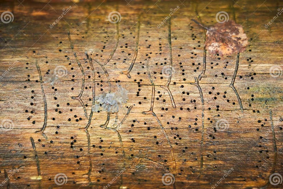Traces of Bark Beetles on the Surface of the Tree Stock Image - Image ...