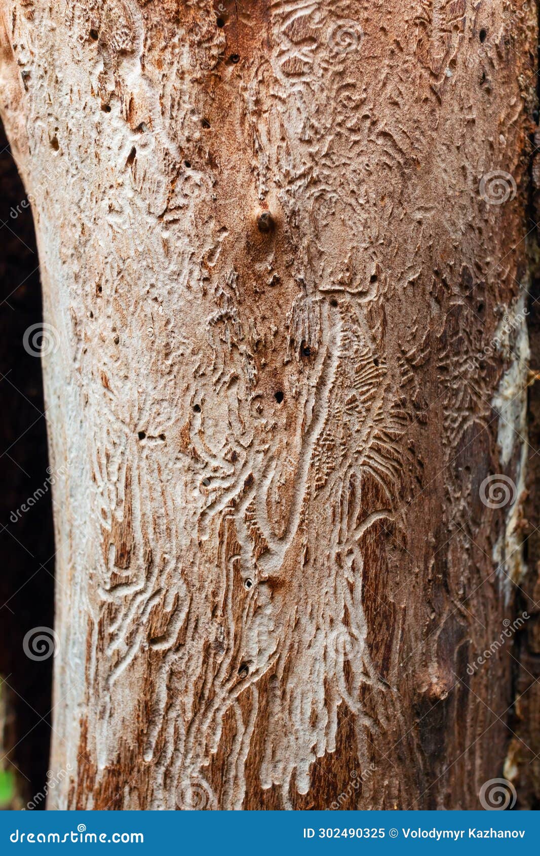 Traces of Bark Beetles on a Tree Trunk Under the Bark, Small Tunnels in ...