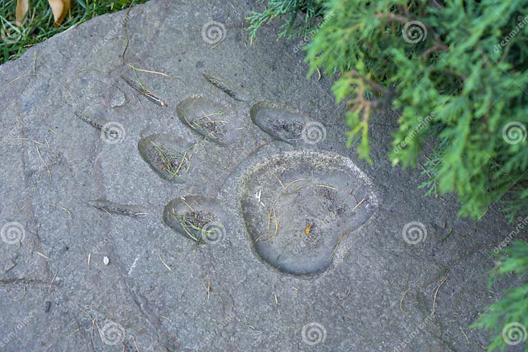 Traces of a Bear on a Stone Stock Image - Image of head, eyes: 164466193