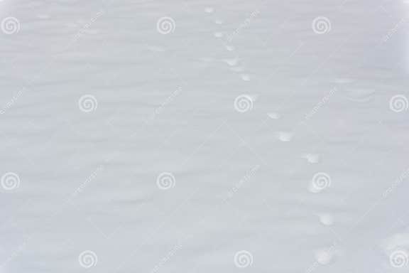 Traces of the Beast on White Snow in the Forest. Stock Image - Image of ... Traces of the Beast on White Snow in the Forest. Stock Image - Image of ...