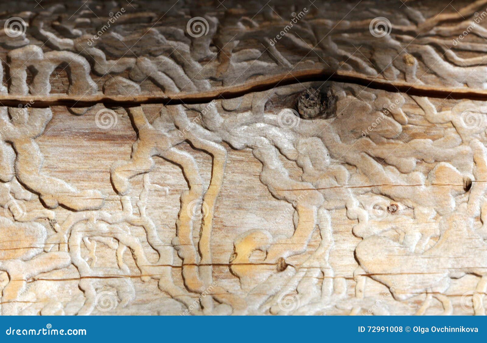 Traces of Beetles Under the Bark on a Spruce Tree Stock Photo - Image ...