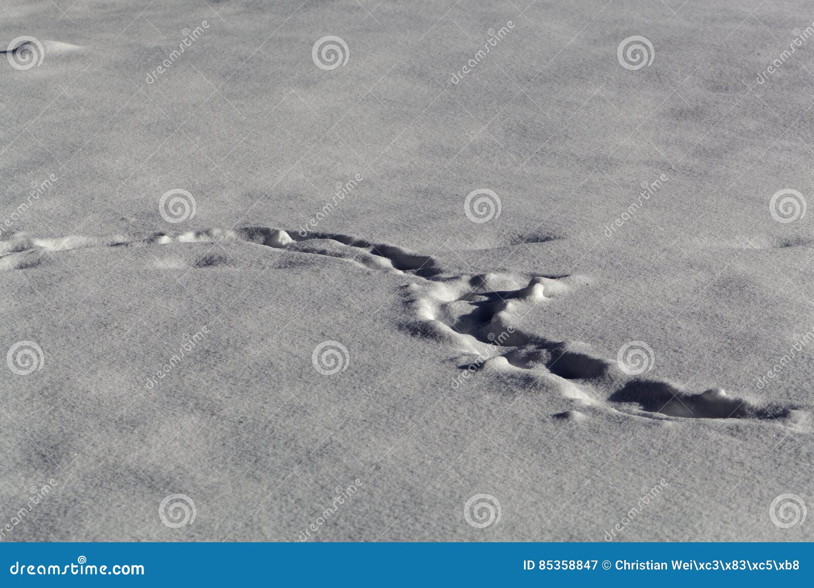 Traces D'animal Dans La Neige Image stock - Image du empreintes, fond ...