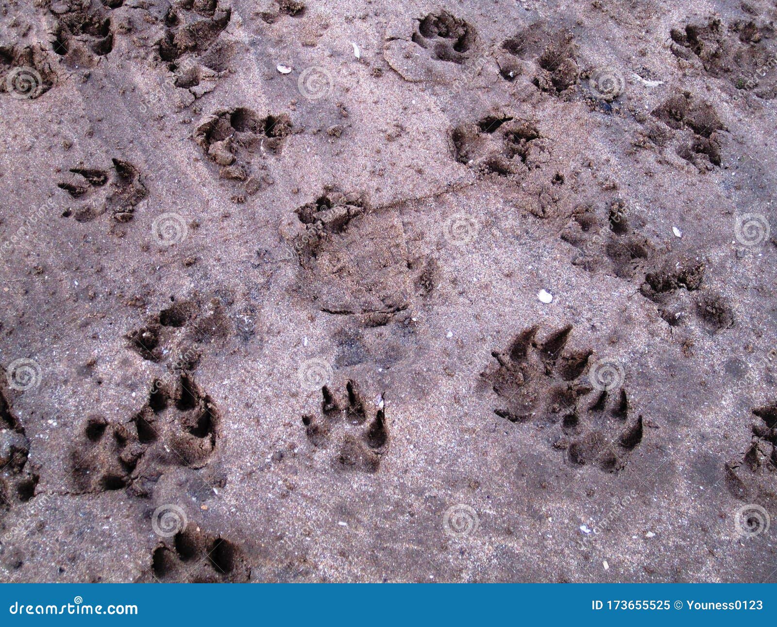 Traces of a dog walking stock image. Image of beautful - 173655525
