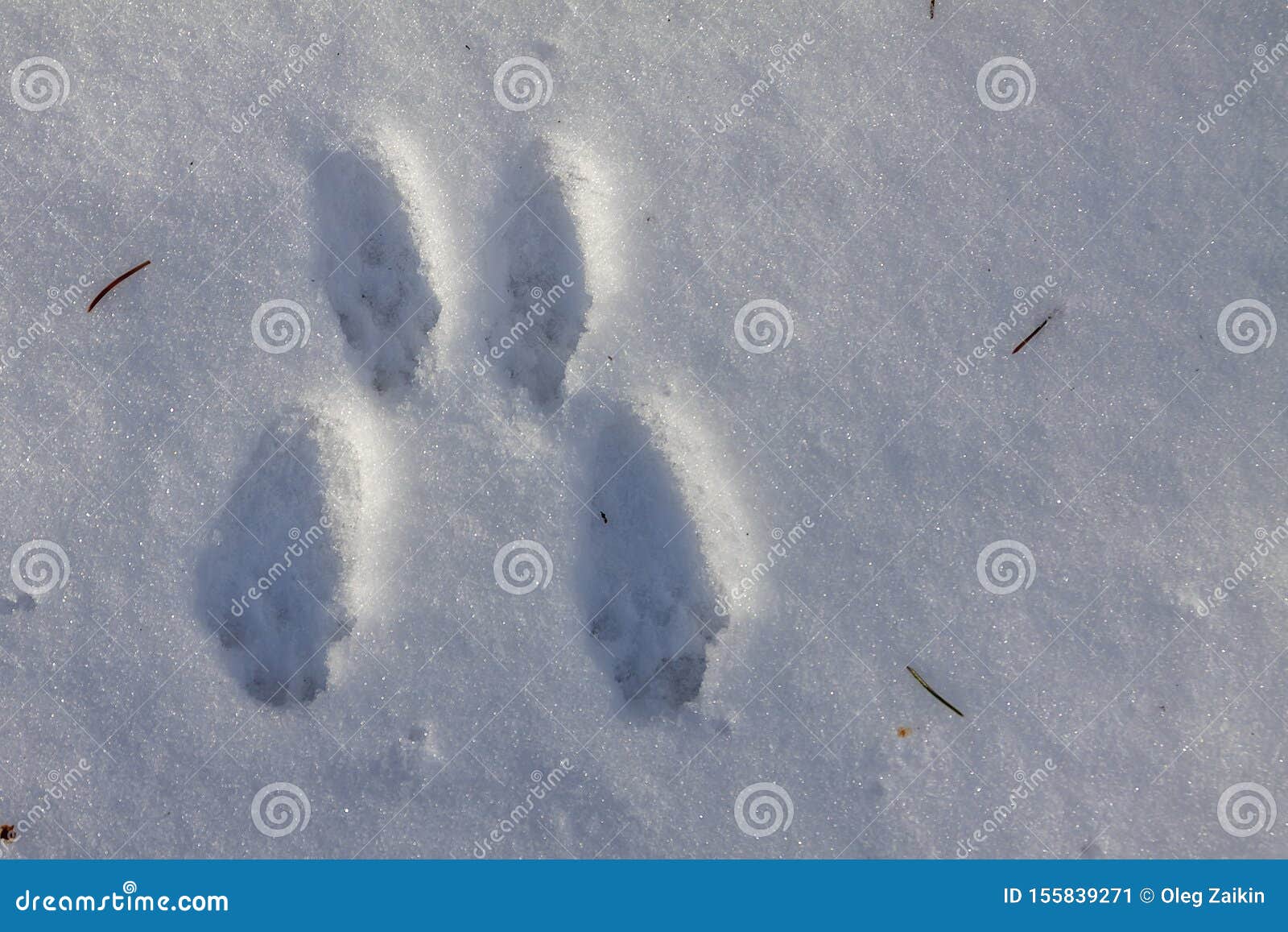 Hare Paw Print Stock Photos - Download 64 Royalty Free Photos