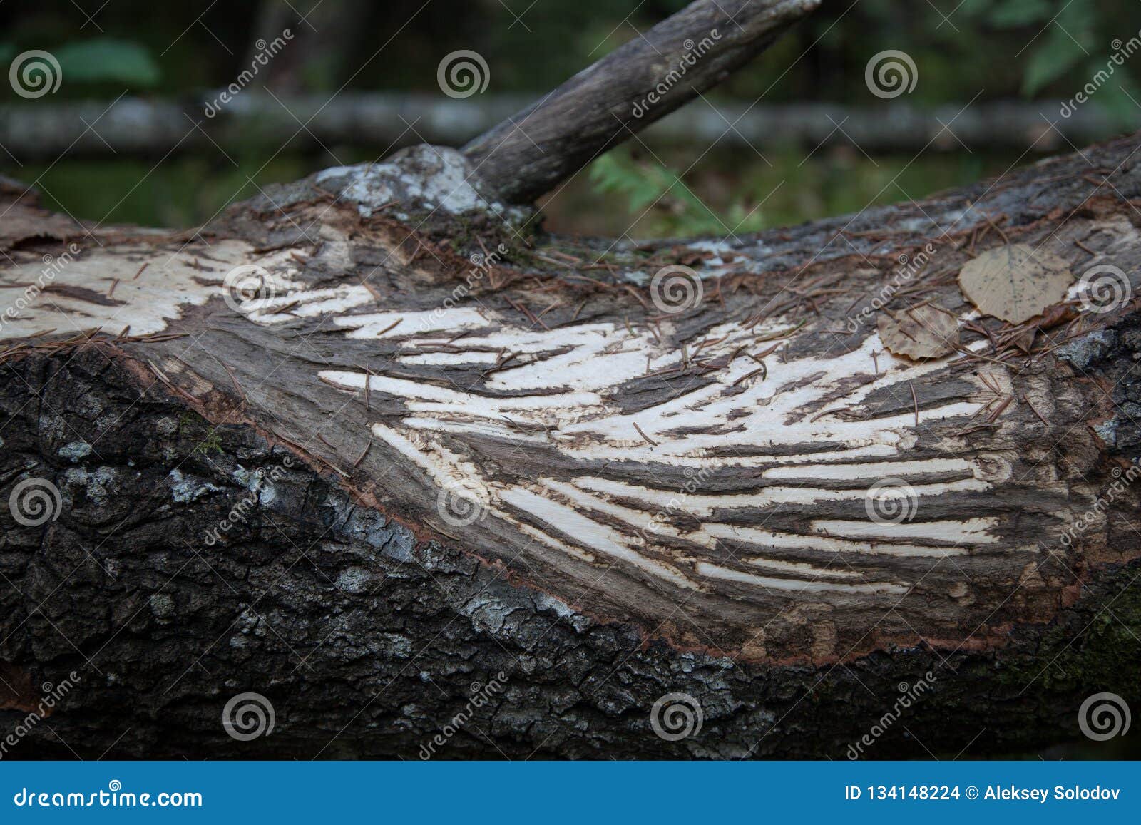 Traces of hare teeth stock photo. Image of teeth, trunk - 134148224