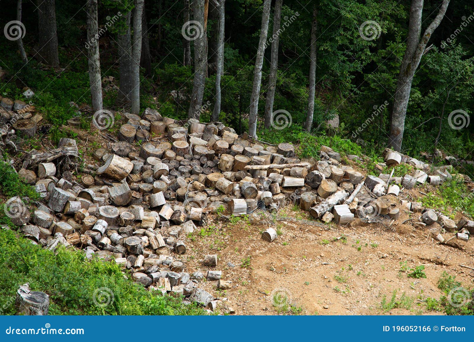 Traces of illegal logging stock photo. Image of forest - 196052166