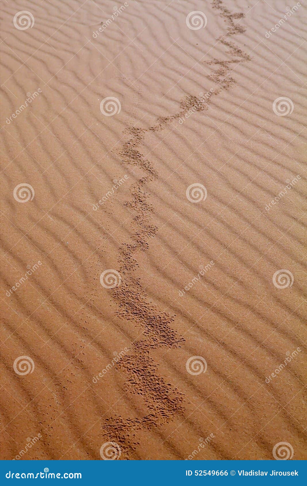 Traces of Insects in the Fine Saharan Sand, Morocco Stock Photo - Image ...