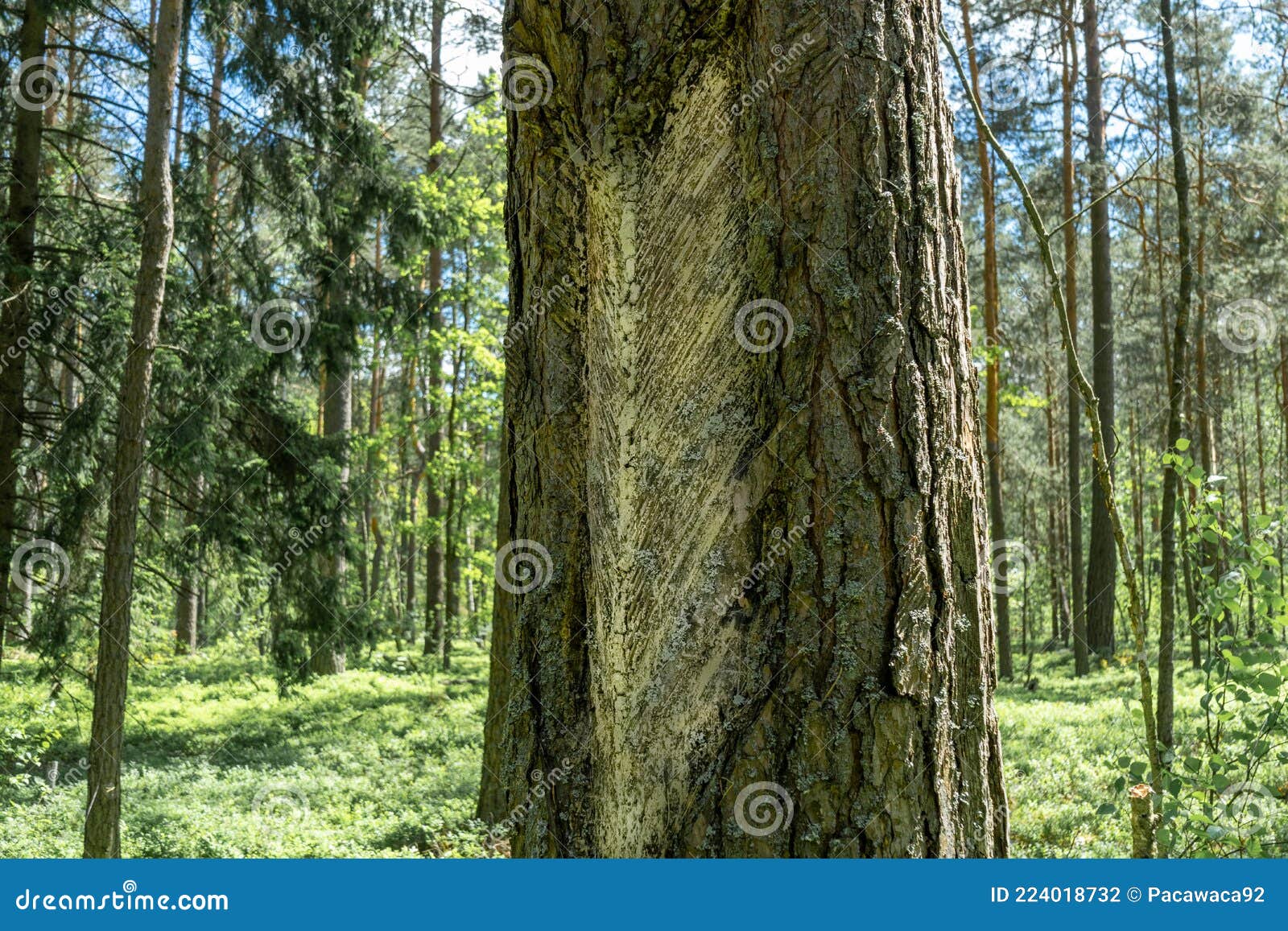 Traces and Notches on the Tree Trunk after Harvesting Pine Resin Stock ...