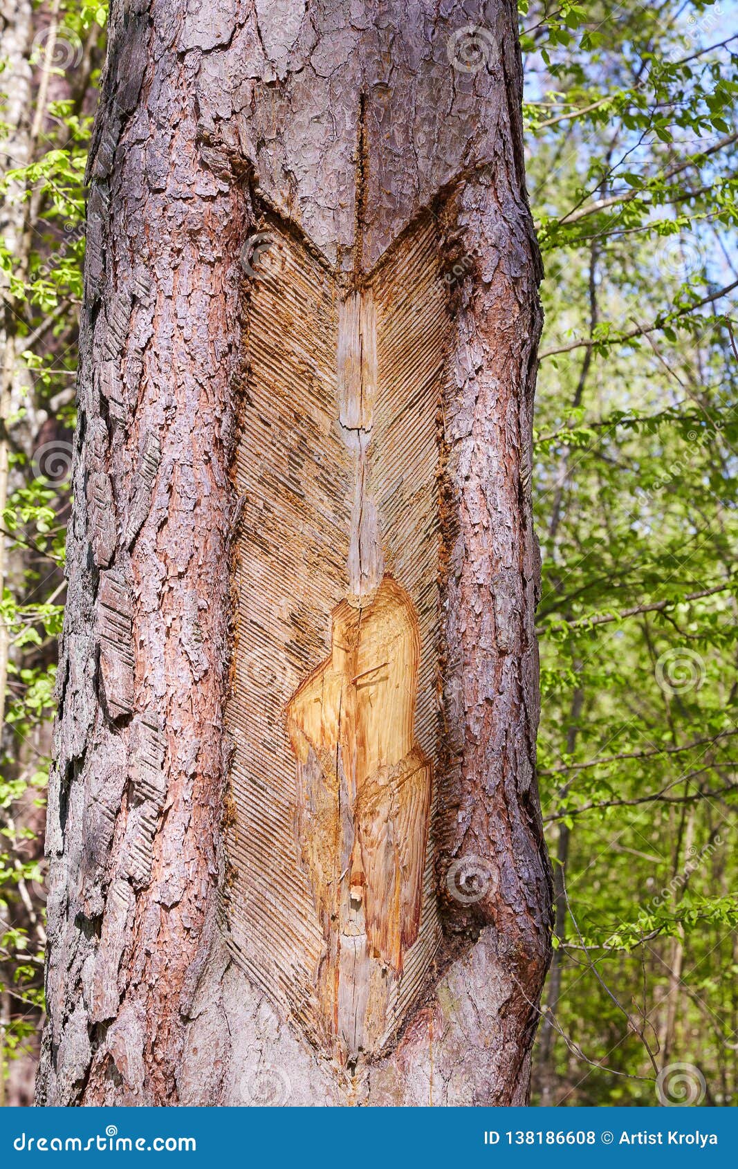 Traces and Notches on the Trunk of the Tree after the Collection of ...