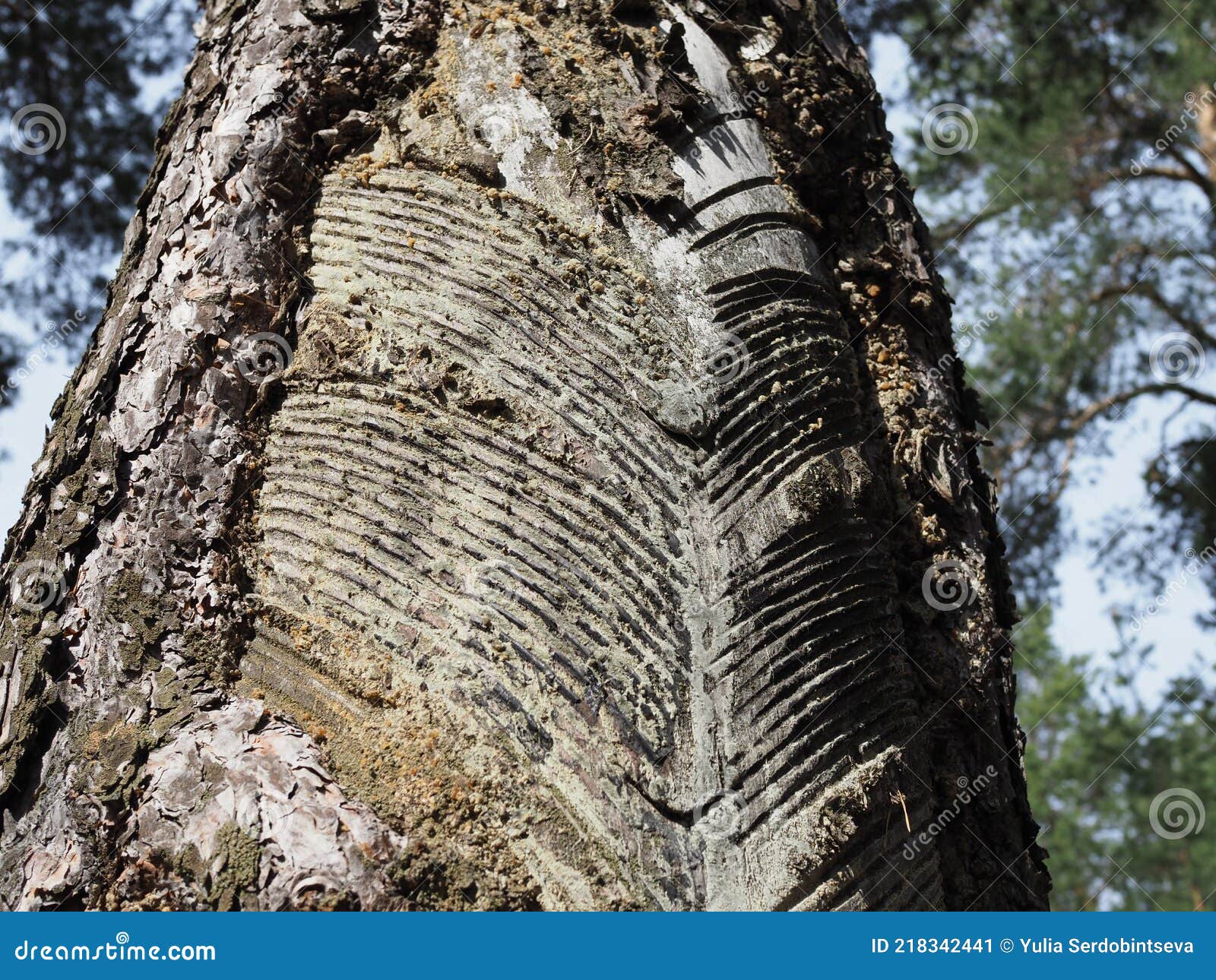 Traces and Notches on the Trunk of the Tree after the Collection of ...