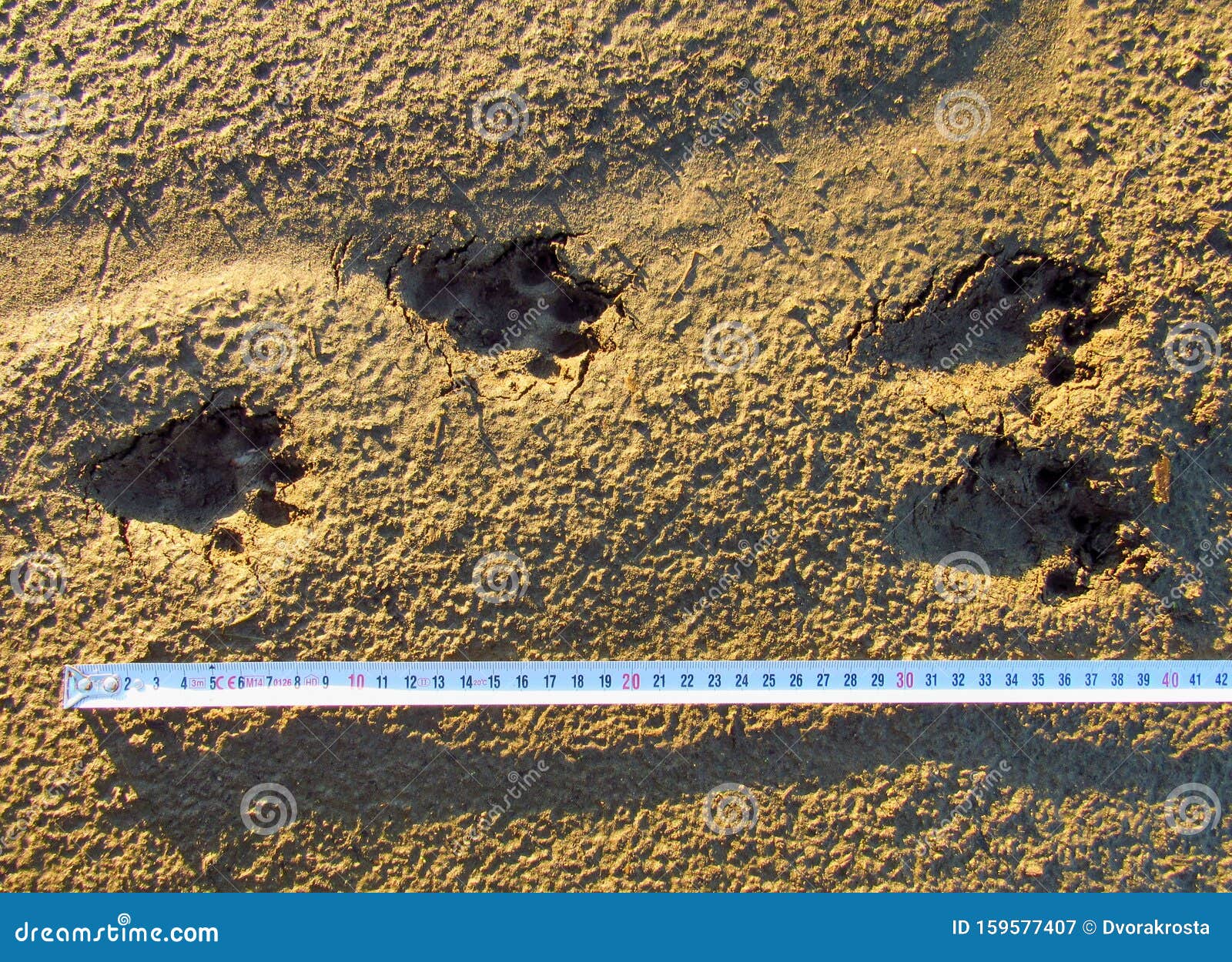 Otter footprint in mud stock image. Image of front, footprints - 159577407