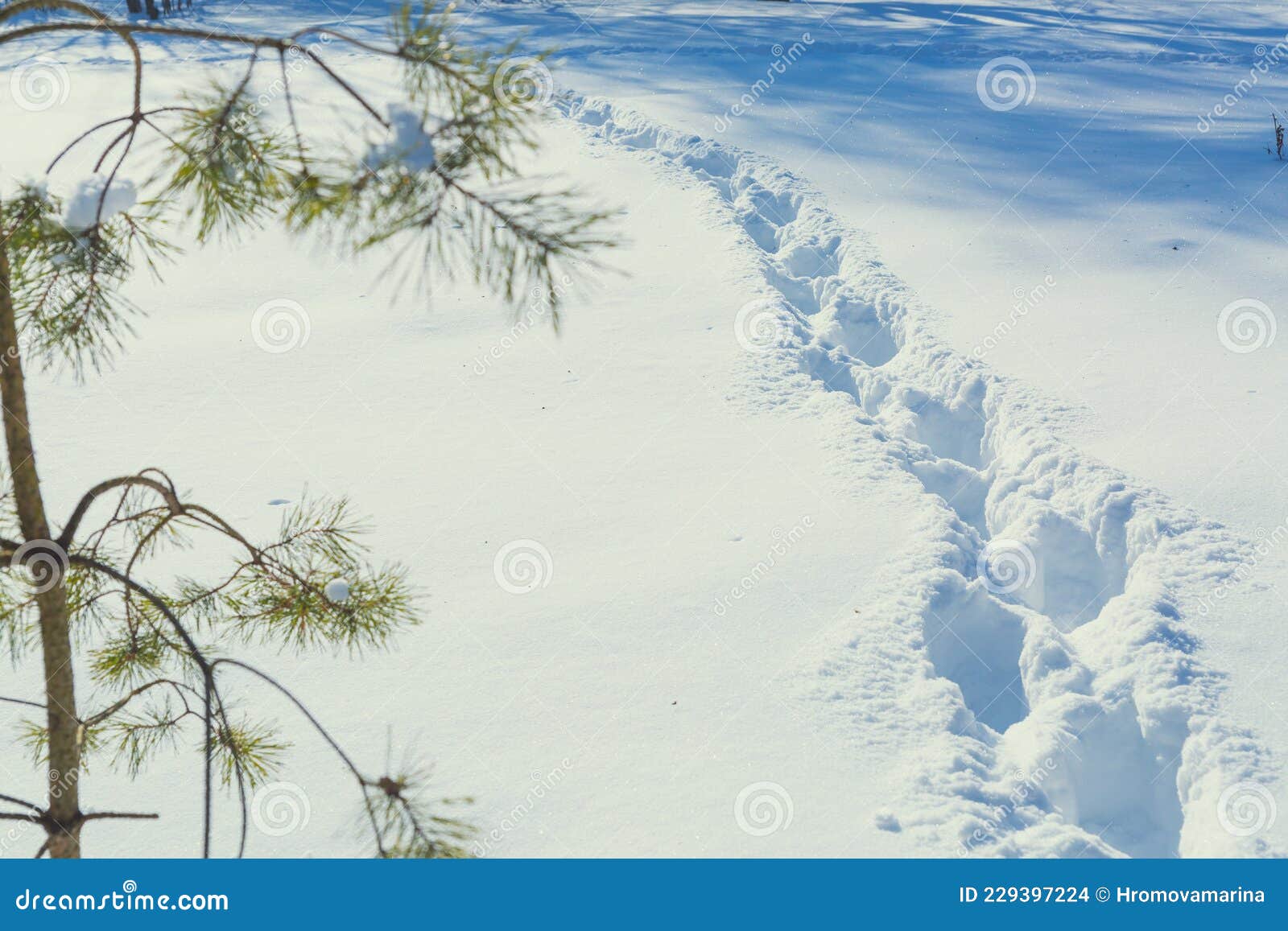 Traces of a Person Passing through Deep Snow Stock Photo - Image of ...