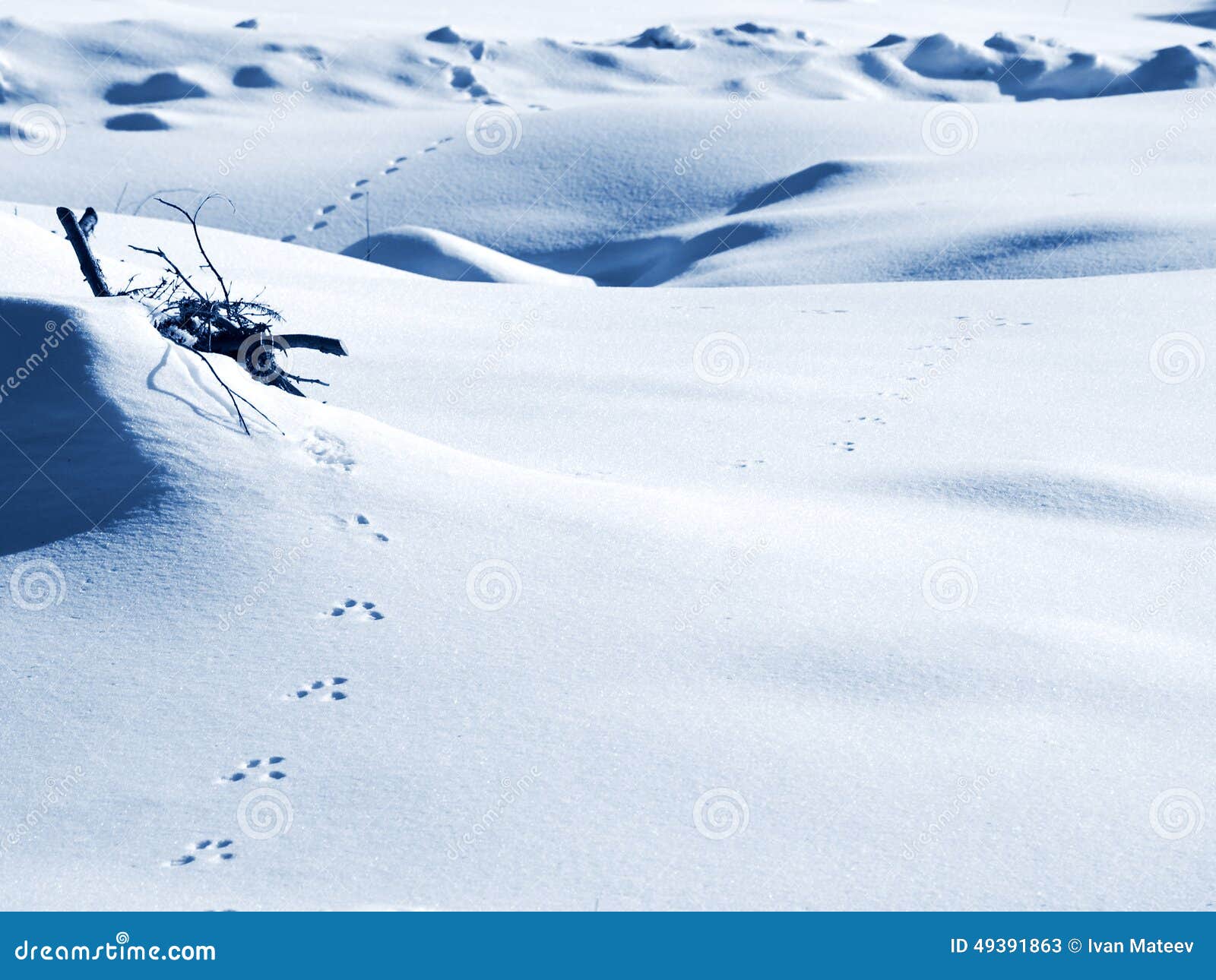Traces of Rabbit in the Snow Stock Image - Image of full, landscape ...