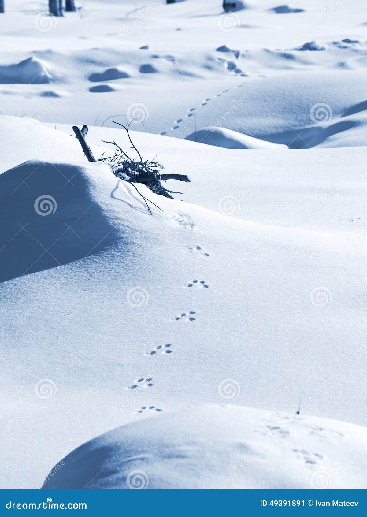 Traces of Rabbit in the Snow Stock Image - Image of life, outdoors ...