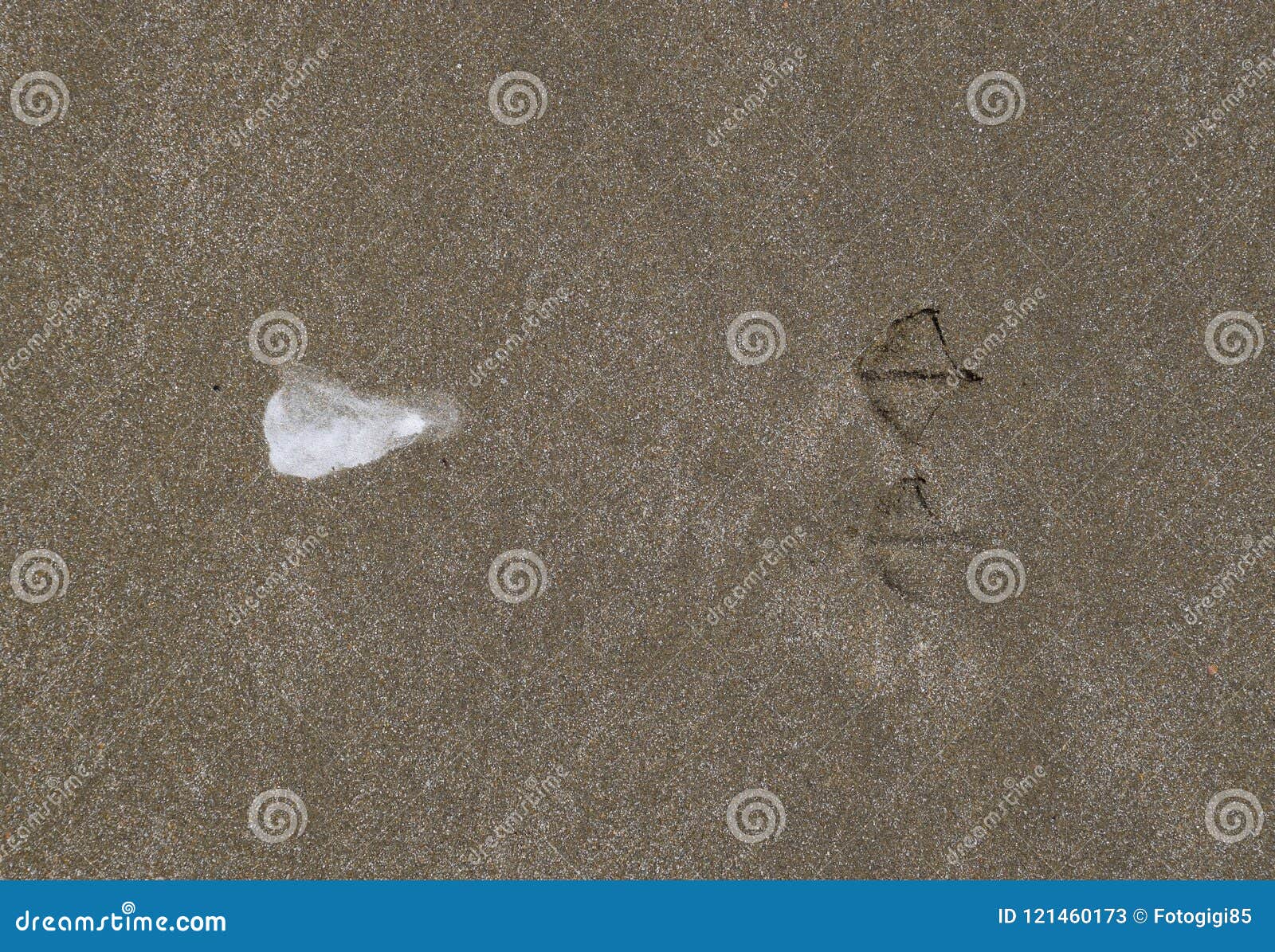 Shit the Seagull on the Sand. Shit. Traces of a Seagull on the Sand by ...