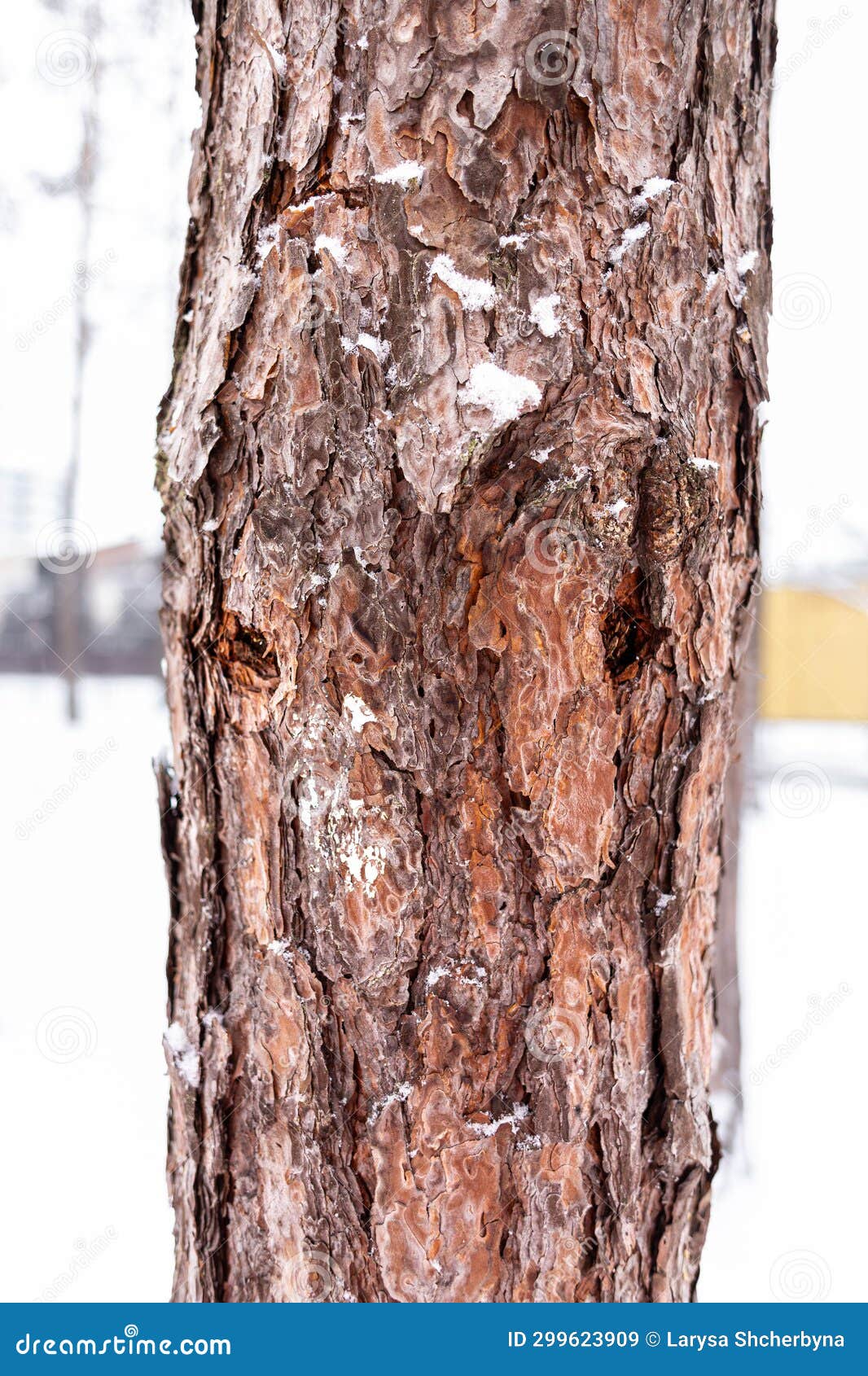 Traces of Shots and Projectiles on the Bark of a Tree Stock Image ...