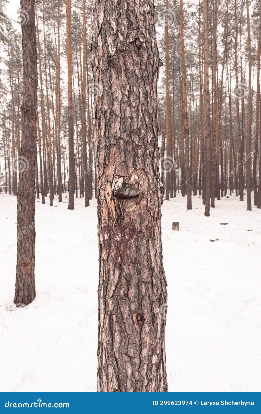 Traces of Shots and Projectiles on the Bark of a Tree Stock Photo ...