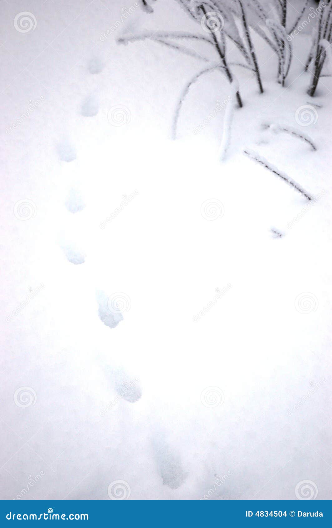 Traces on snow stock photo. Image of footprint, bavaria - 4834504