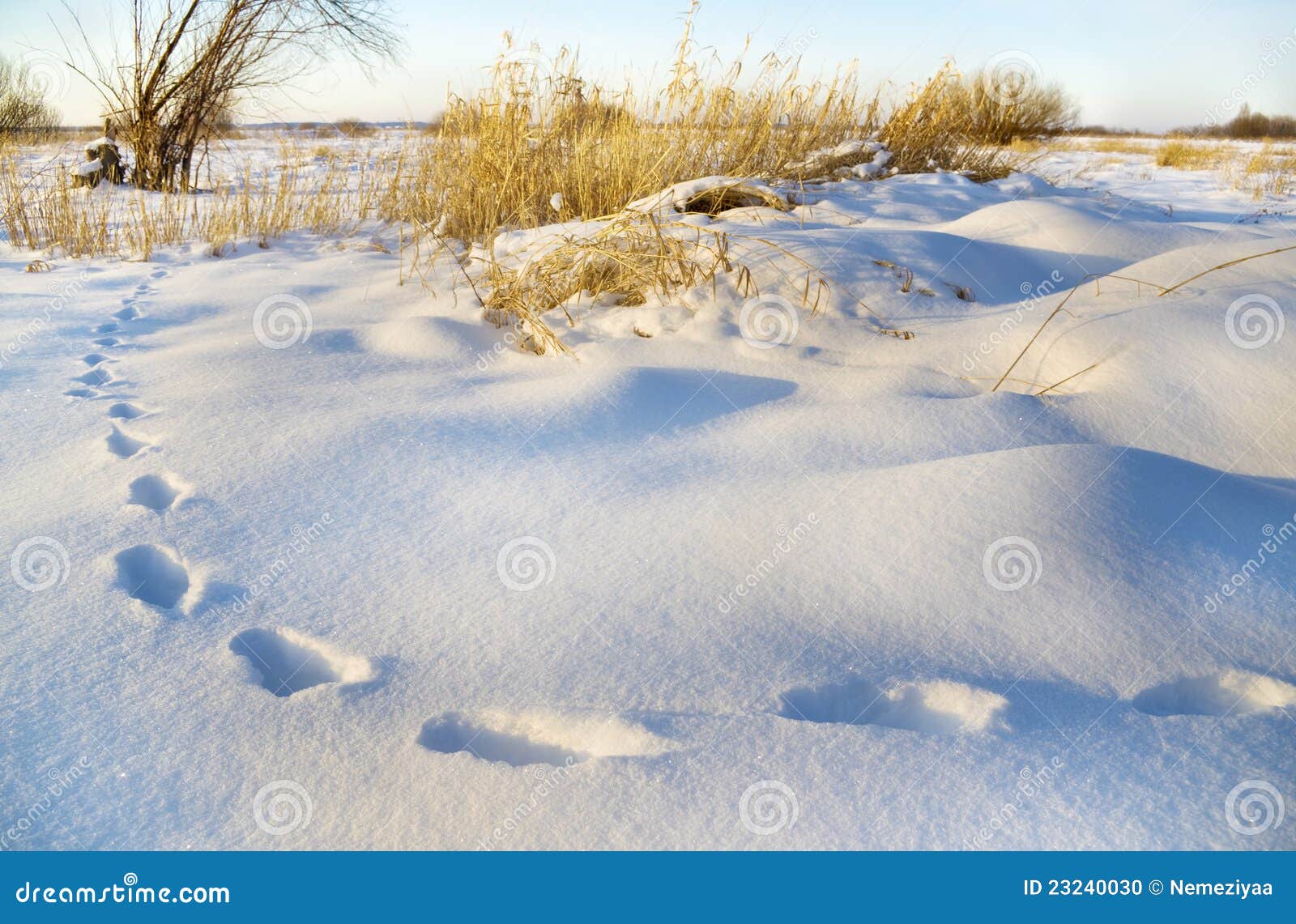 Traces on Snow in the Field Stock Photo - Image of form, footstep: 23240030
