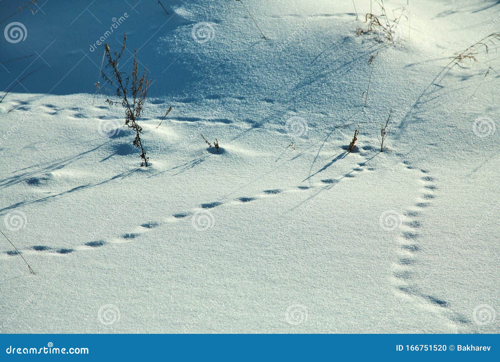 Traces in the Snow in the Winter Forest. Stock Photo - Image of snow ...