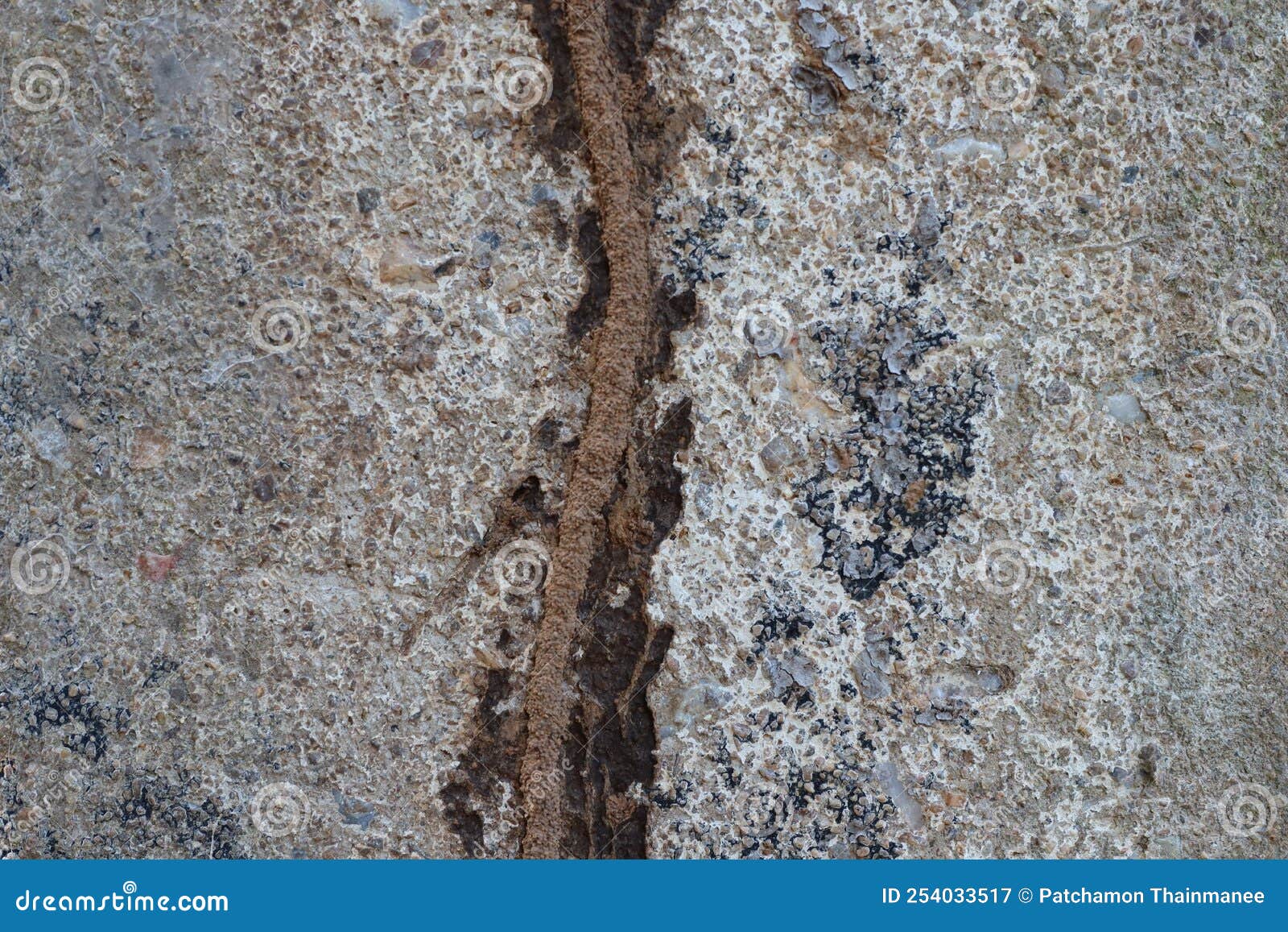Traces of Termite Nest Building on the Wall of the House. Stock Image ...