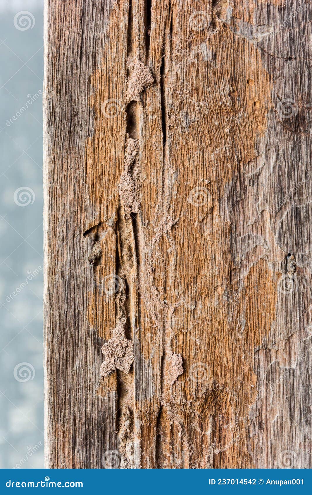 Traces of Termites Eat on Old Wood Stock Photo - Image of closeup ...