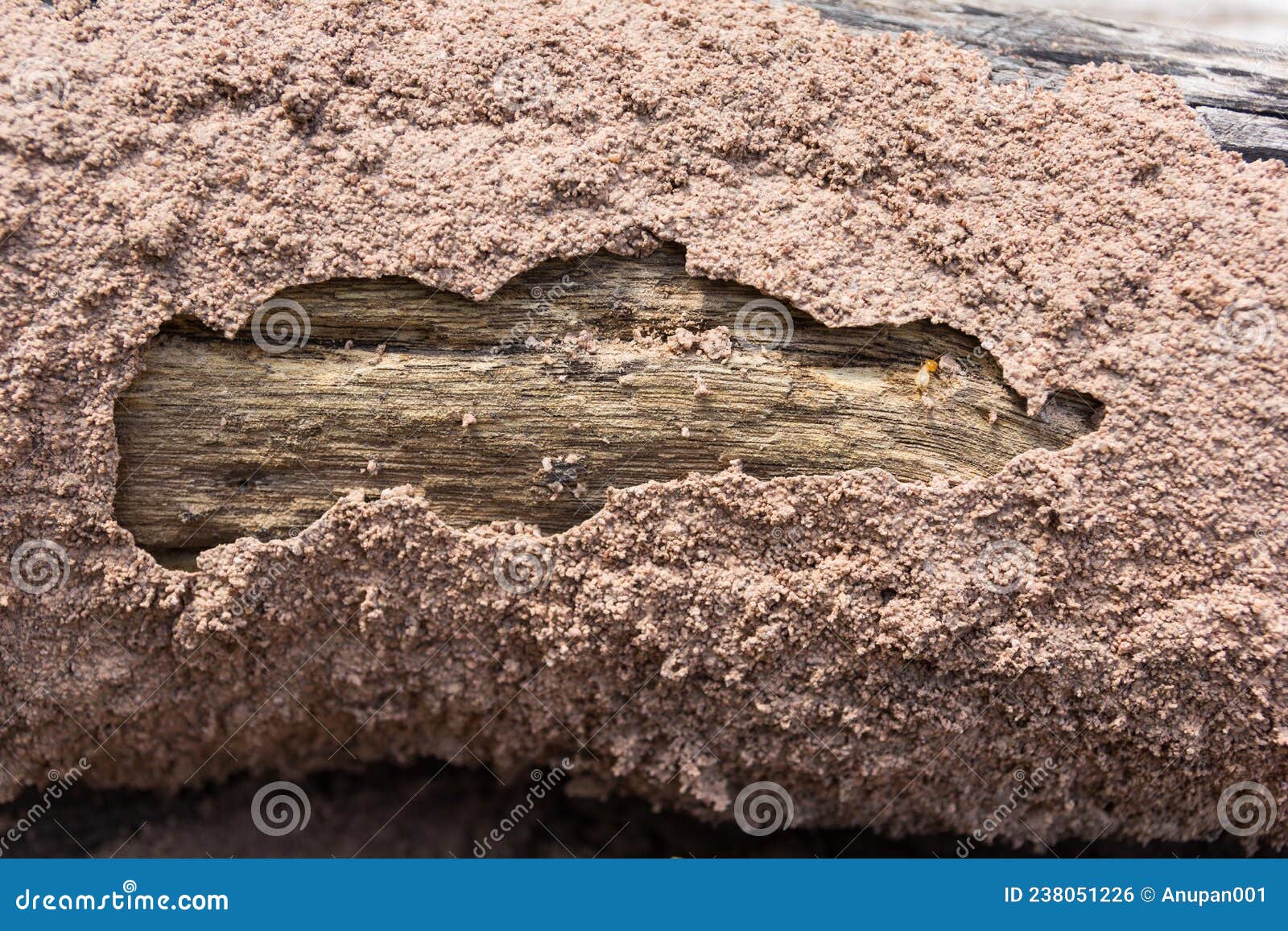 Traces of Termites Eat on Old Wood Stock Photo - Image of chemical ...