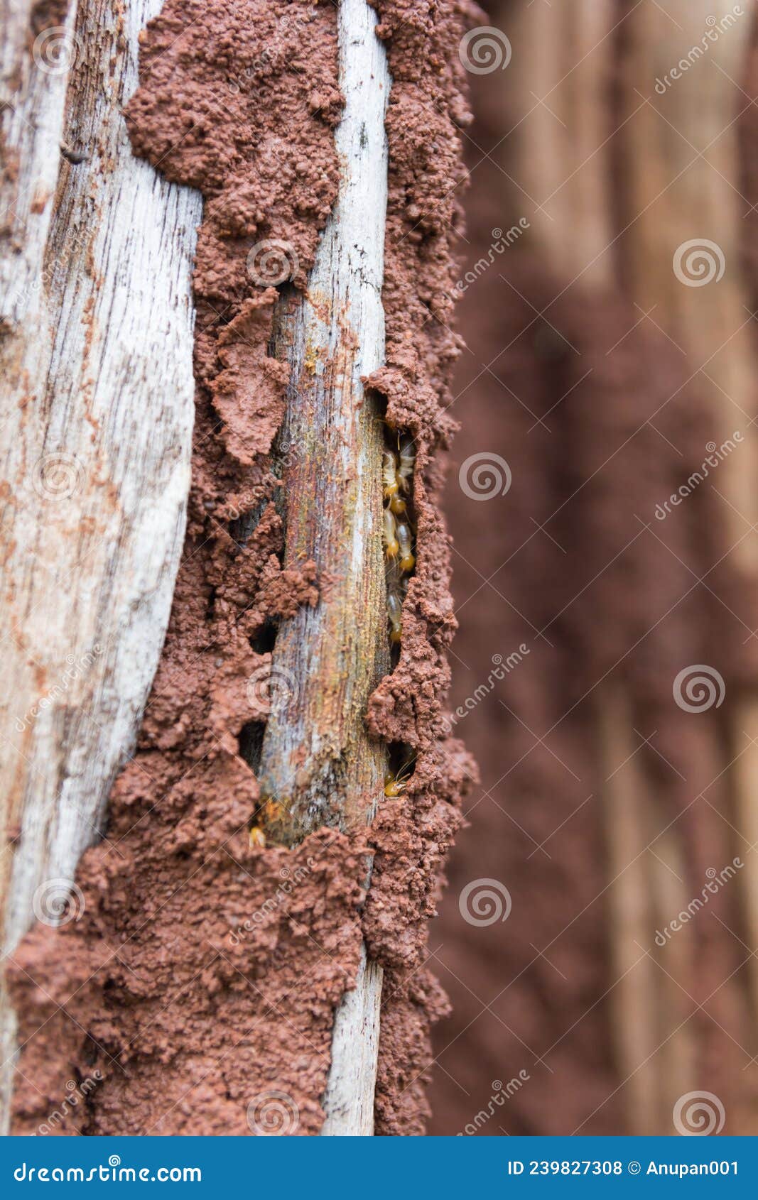 Traces of Termites Eat on Old Wood Stock Photo - Image of background ...