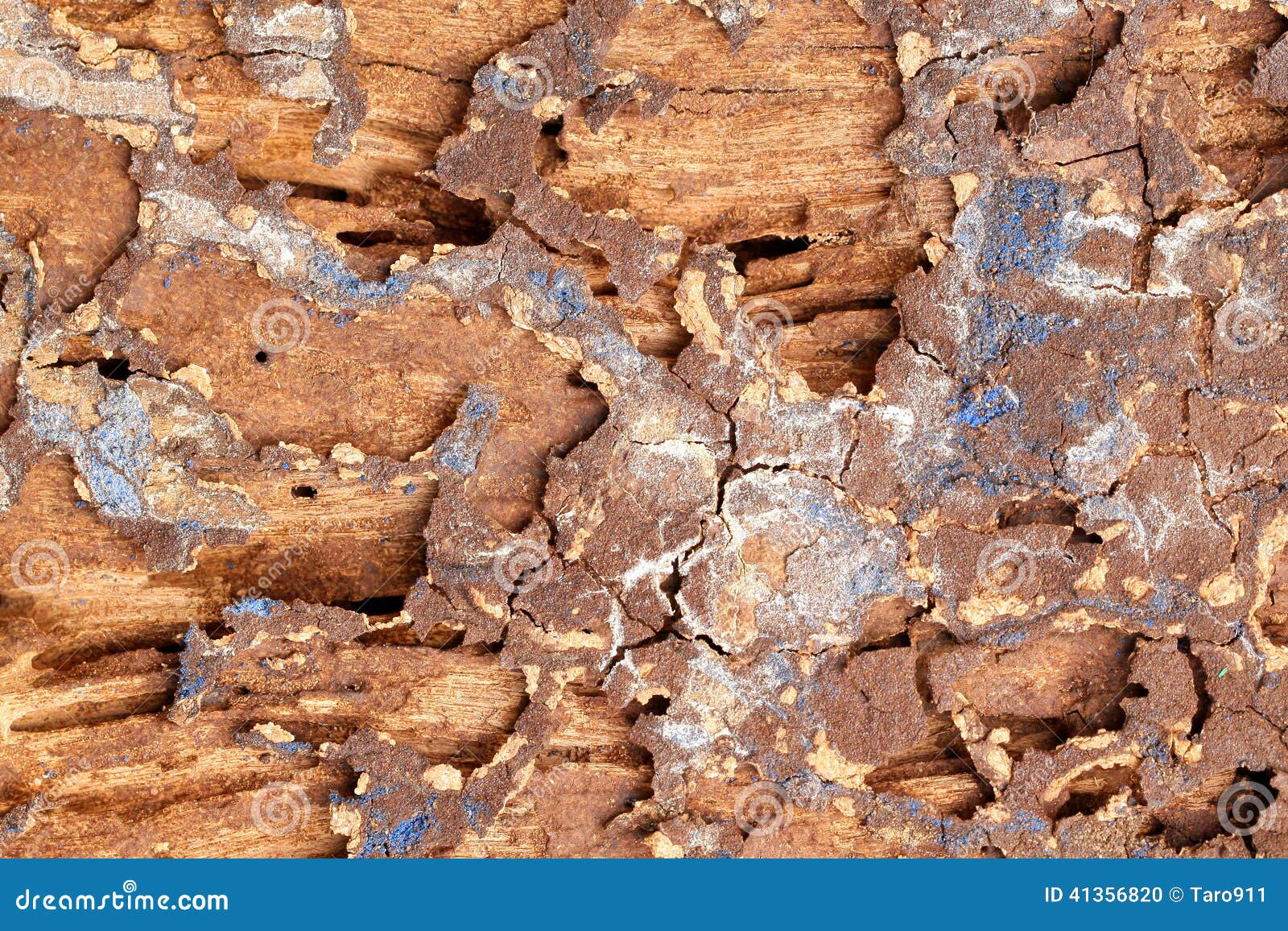 Traces of termites stock photo. Image of natural, pest - 41356820