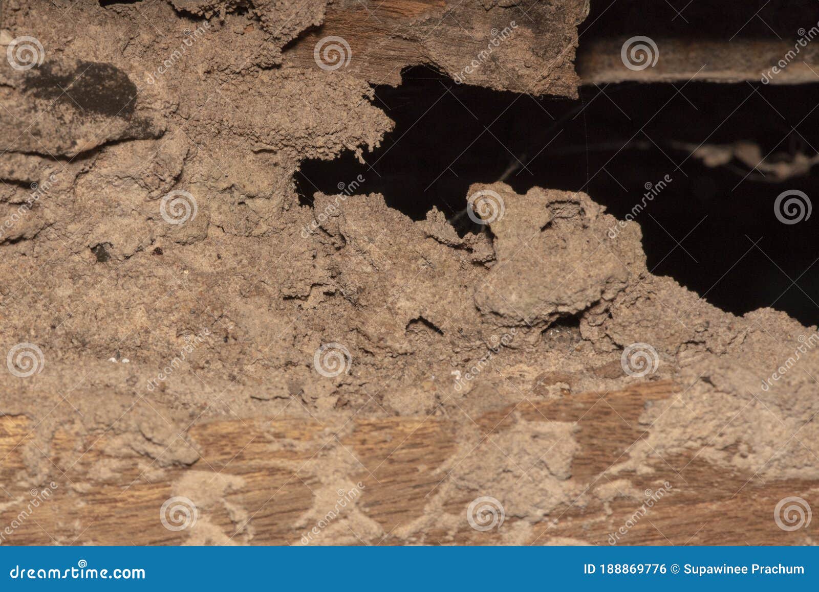Traces Of Termites Eat Wood, Timber Beam Of Door Damaged By Termite ...