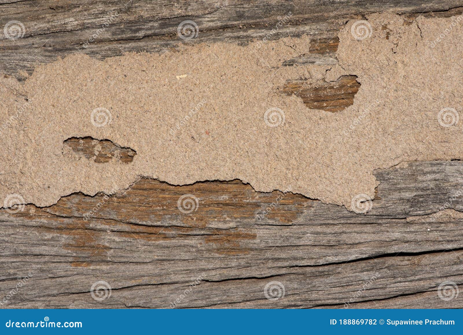 Traces of Termites Eat Wood,animals that Destroy Wood Stock Photo ...