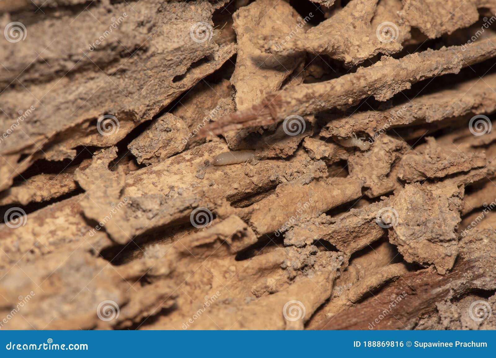 Traces of Termites Eat Wood,animals that Destroy Wood Stock Photo ...