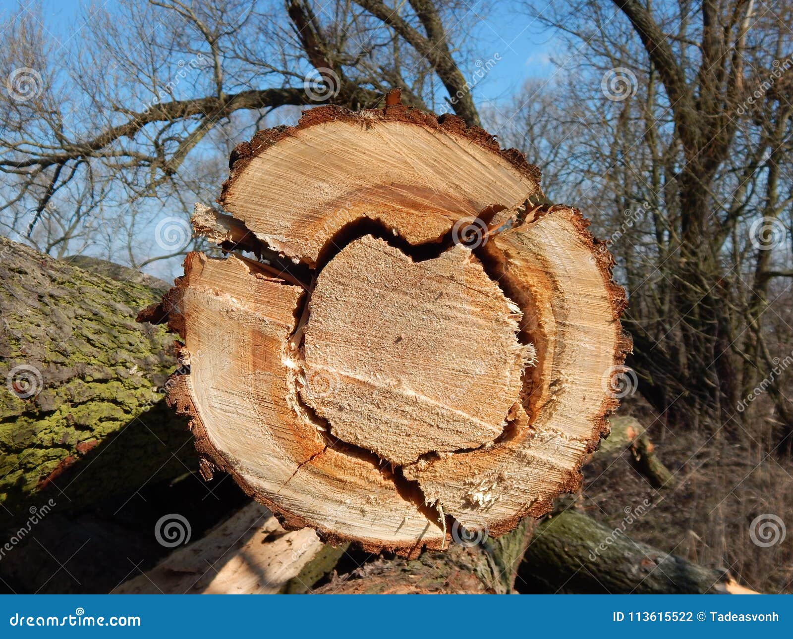 Traces of time in a tree stock photo. Image of countryside - 113615522