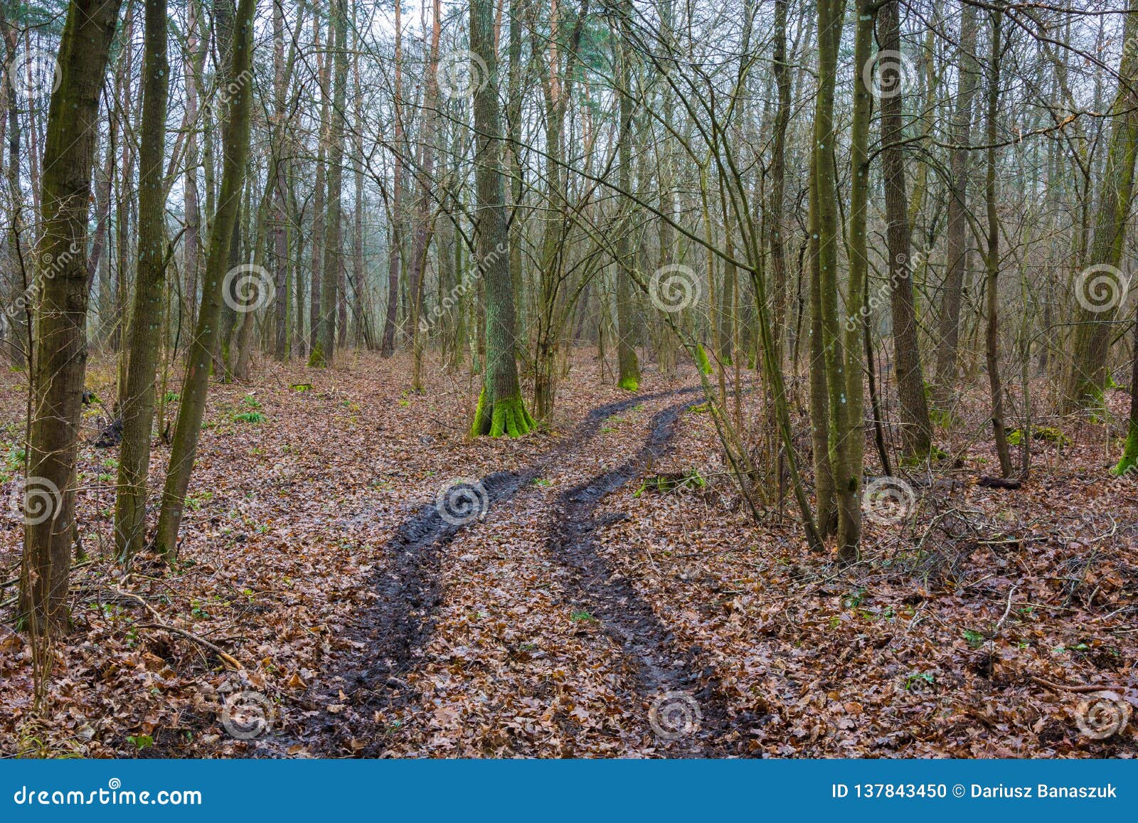 Traces of Wheels on the Road through a Dense and Bleak Forest with ...