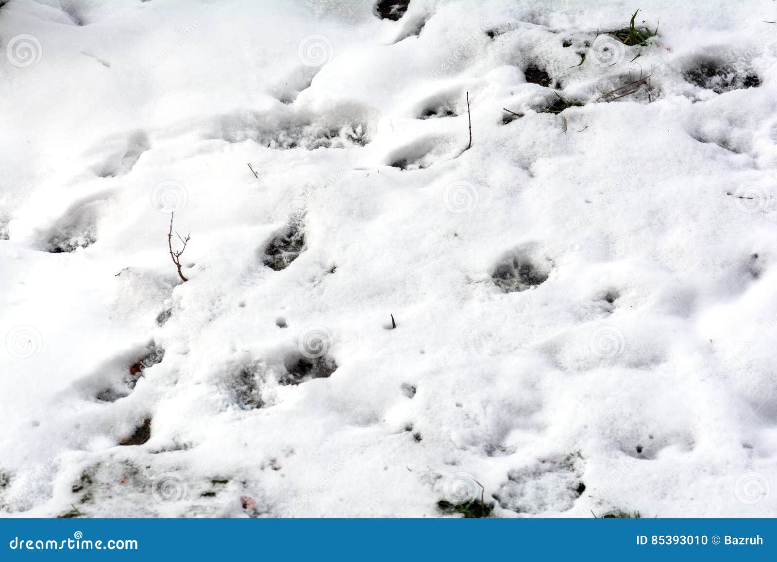 Traces of wild animals stock photo. Image of mountain - 85393010