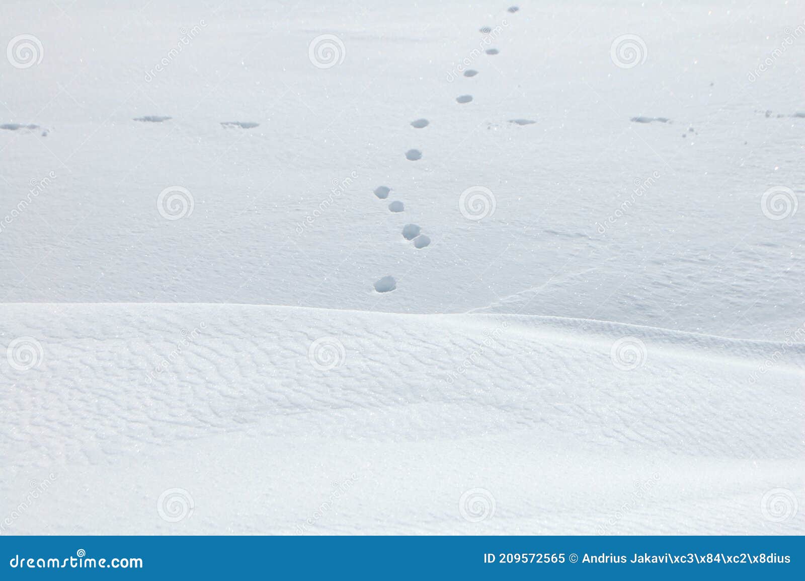 Traces of Wild Animals in the Snow. Stock Image - Image of cold ...