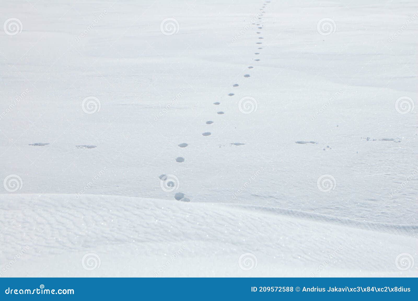 Traces of Wild Animals in the Snow. Stock Photo - Image of piece, cold ...
