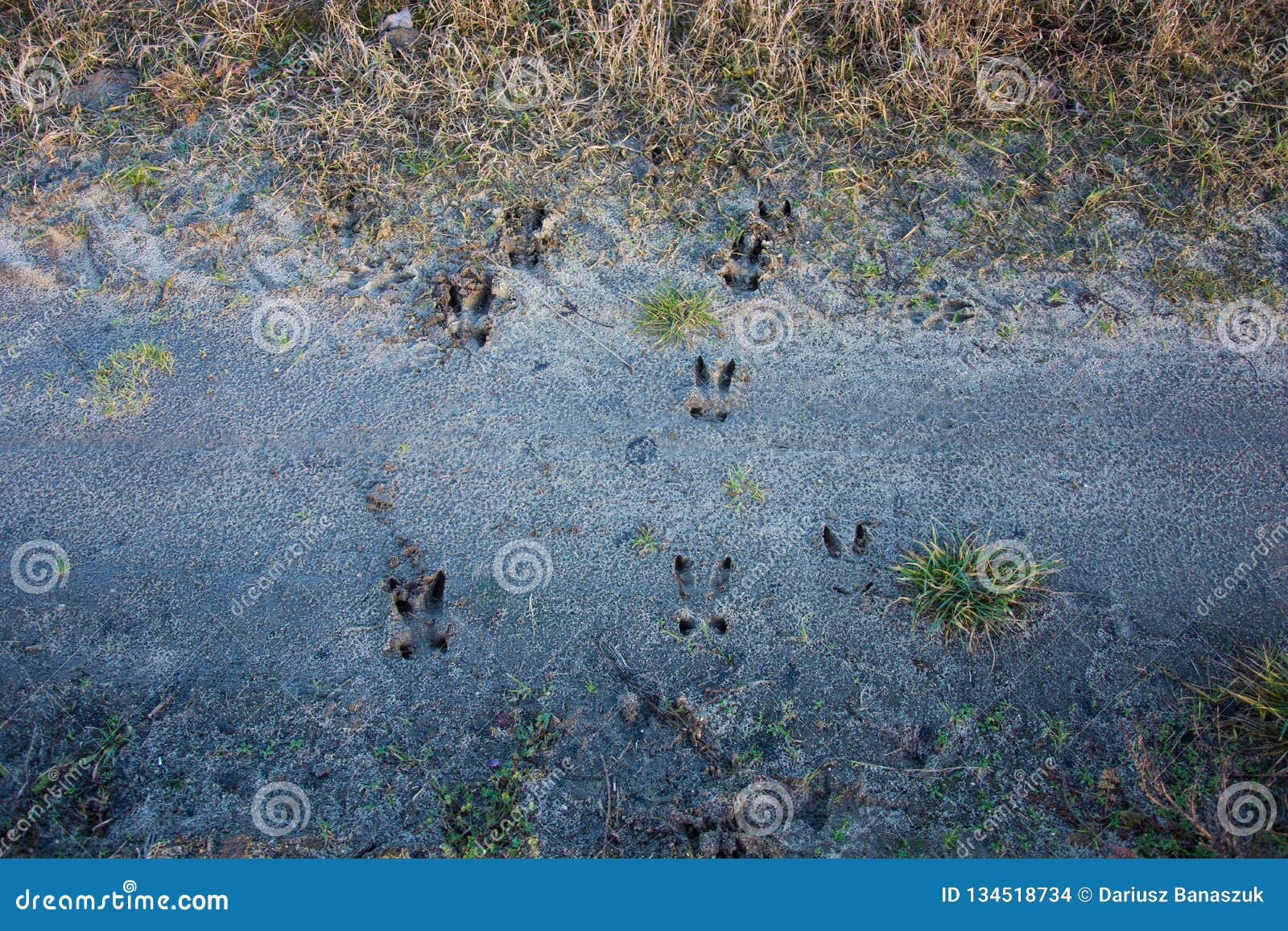 Traces of Wild Boar on Soil Stock Photo - Image of green, natural ...