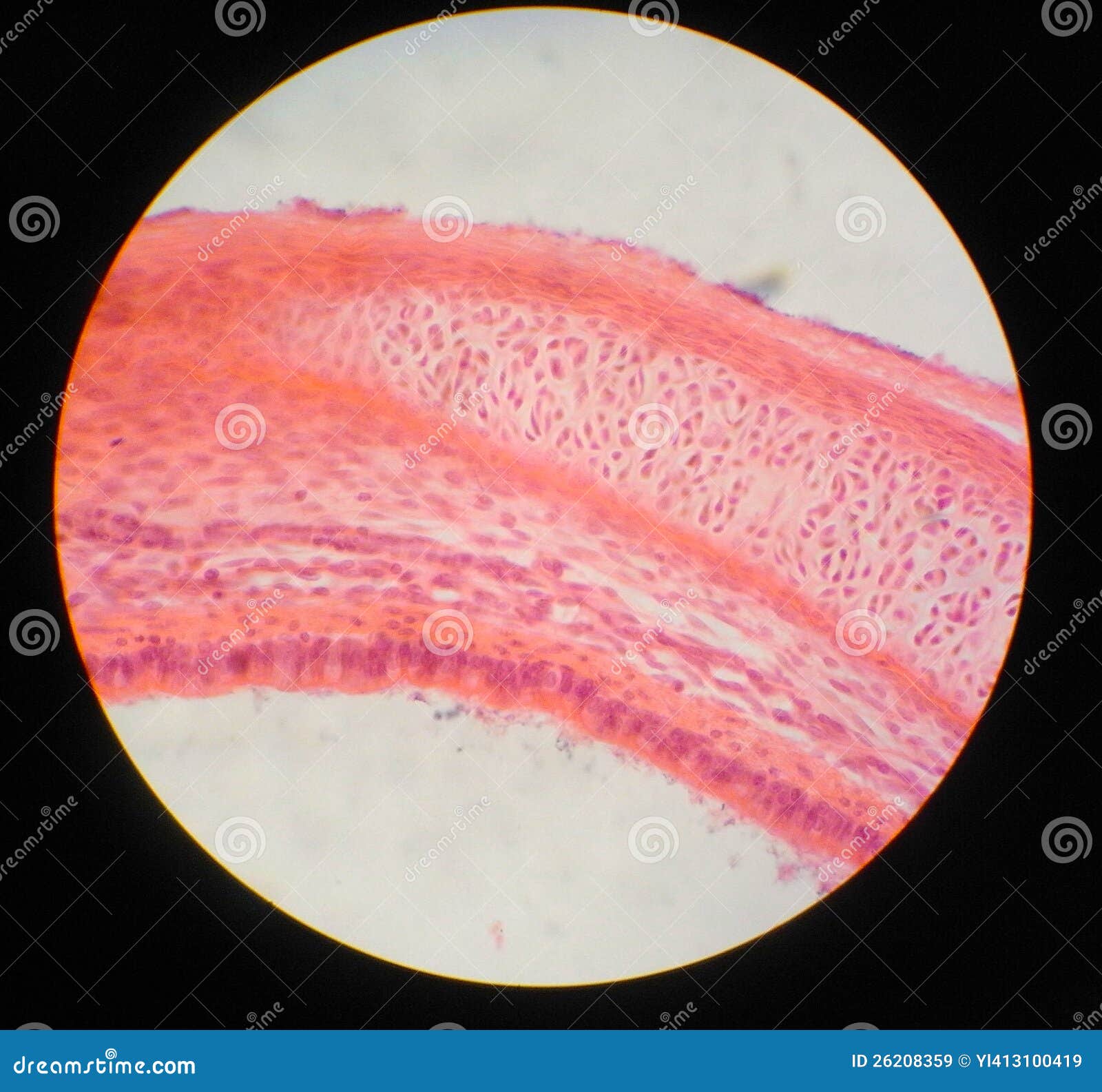 Trachea Microscope Slide
