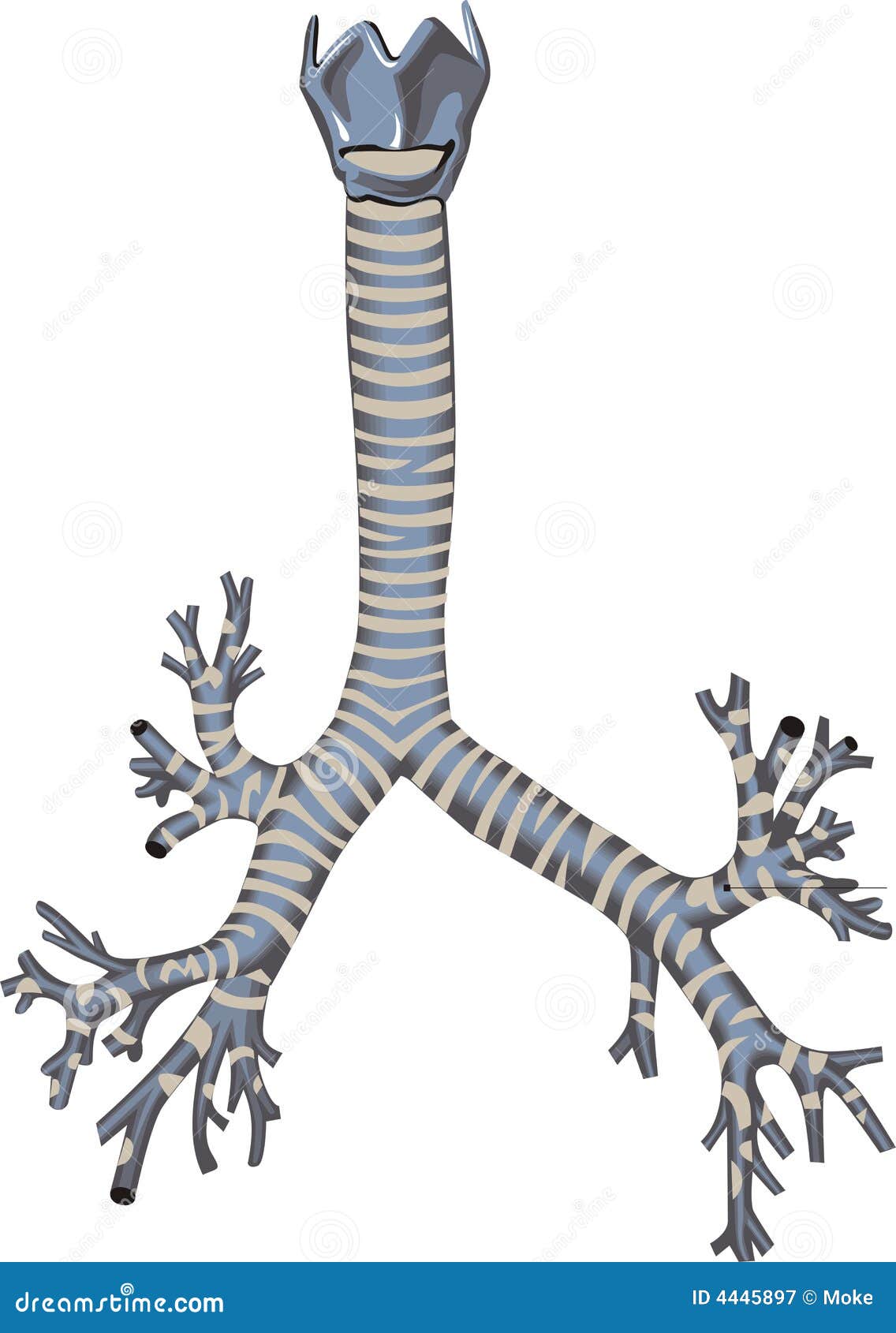 Trachea ilustración del vector. Ilustración de breathe - 4445897